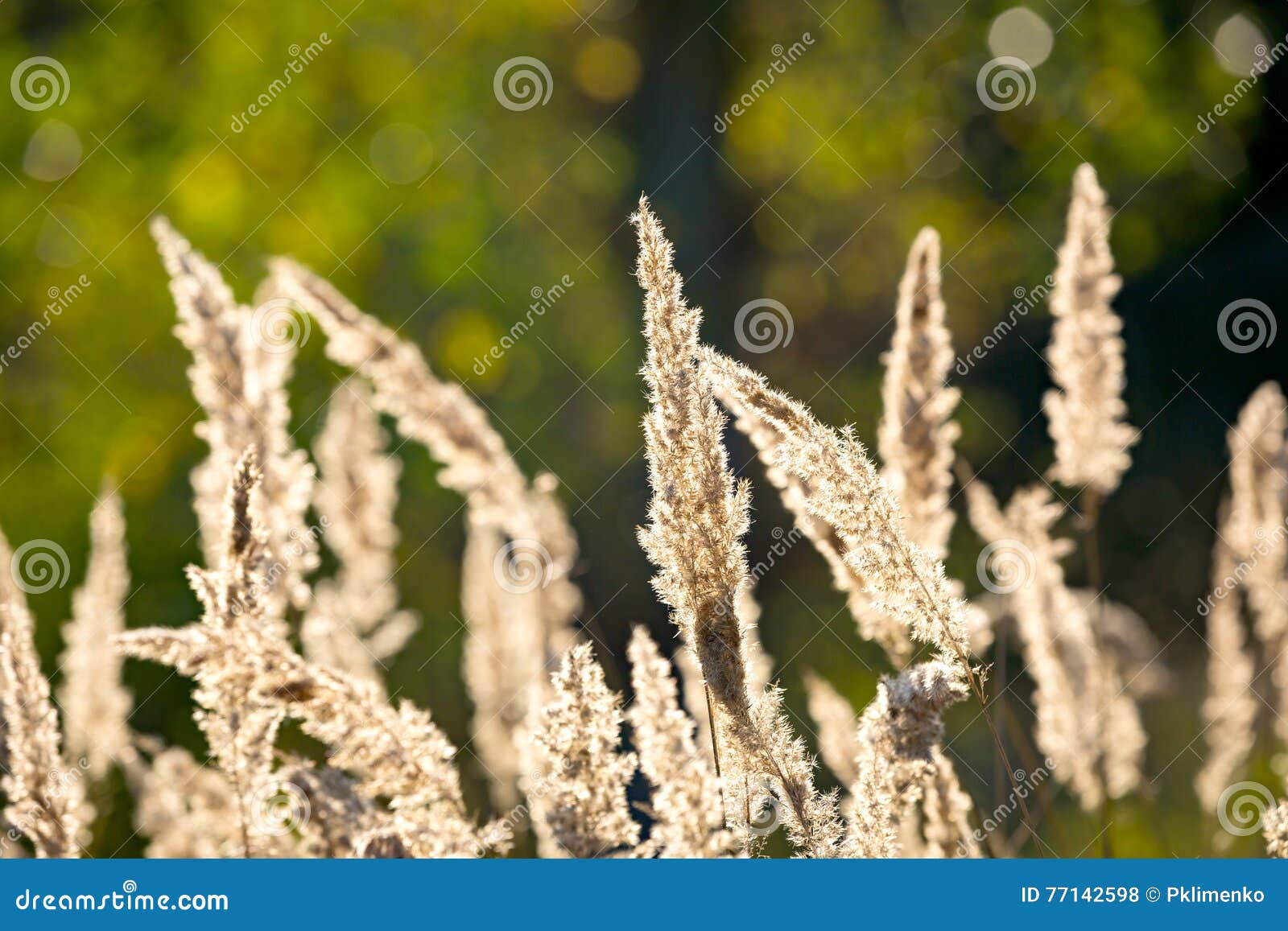 Dry grass on meadow stock photo. Image of outdoor, green - 77142598