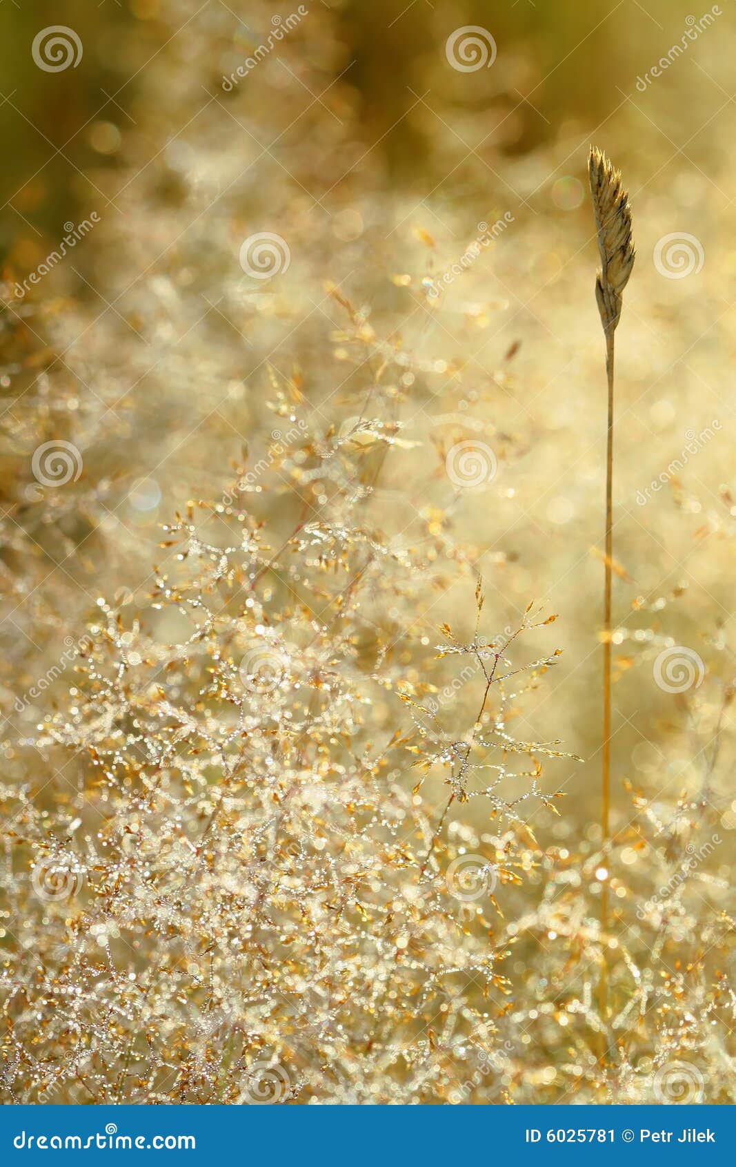 Dry Grass in Meadow and Dew Stock Image - Image of meadow, space: 6025781