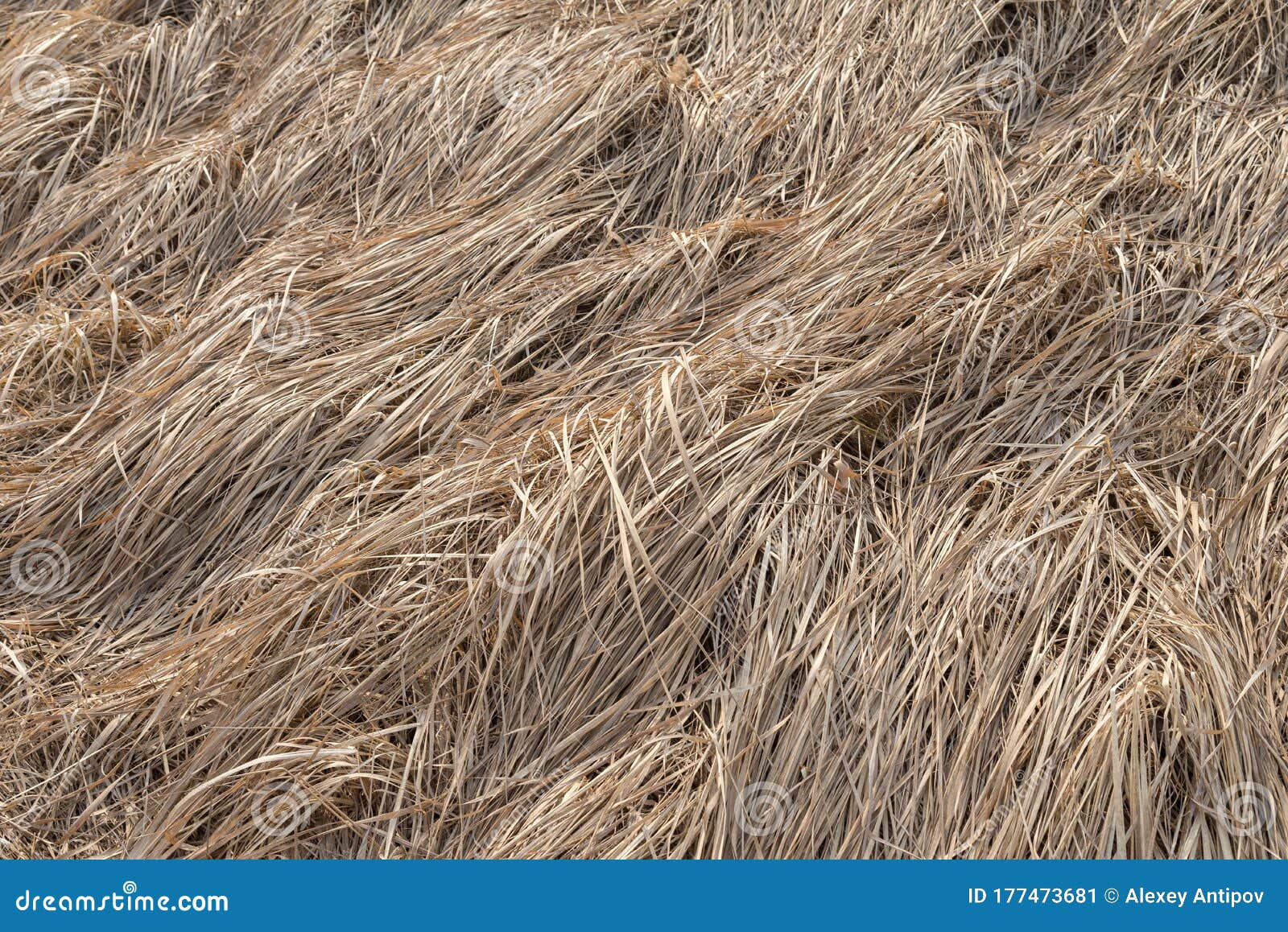 Dry Grass of Meadow in Early Spring Stock Image - Image of pattern ...