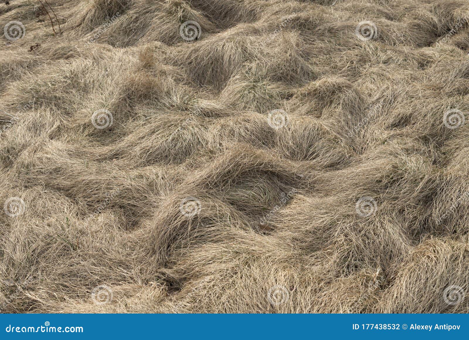 Dry Grass of Meadow in Early Spring Stock Photo - Image of outside ...