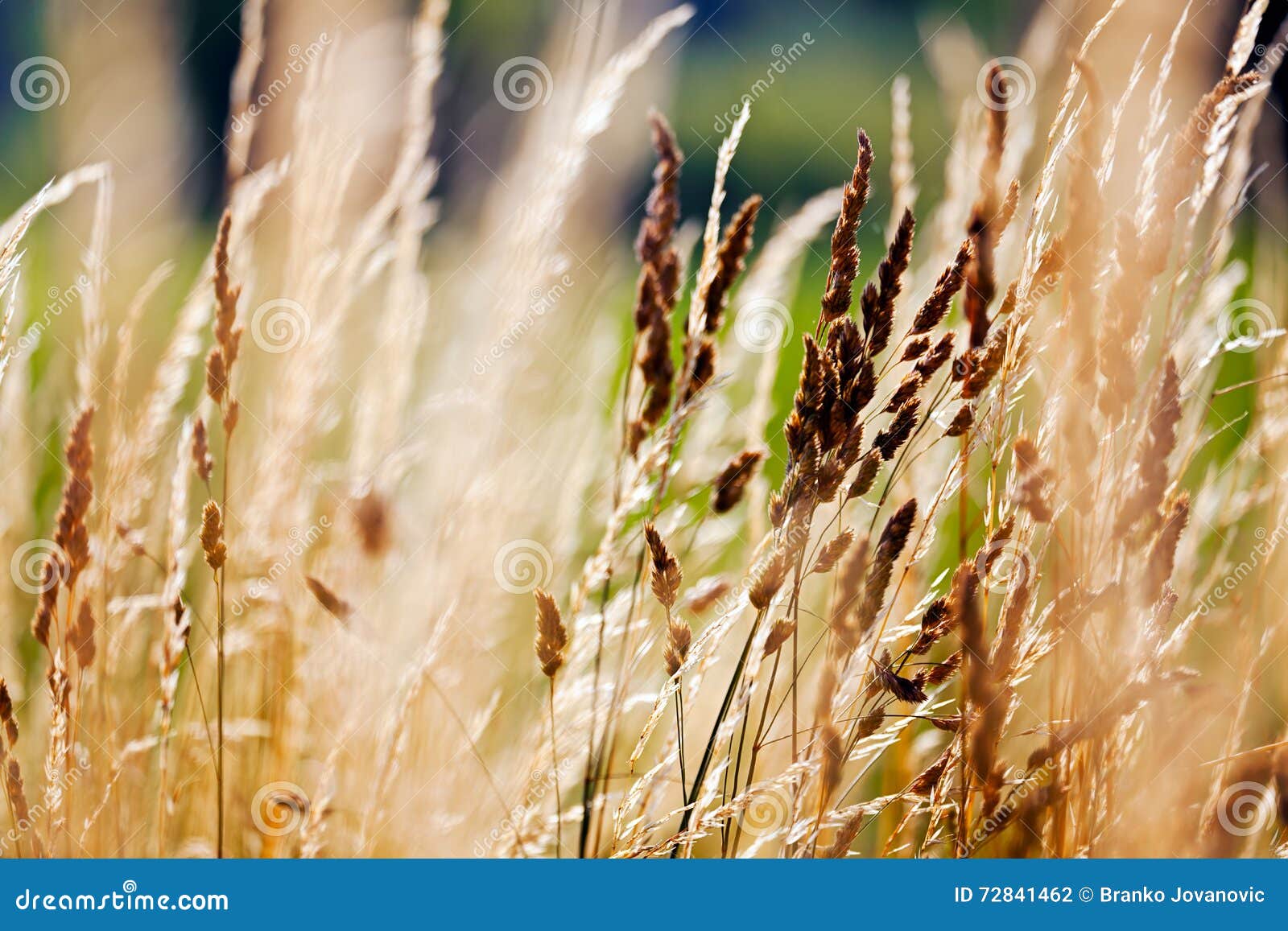 Dry grass in meadow stock photo. Image of background - 72841462