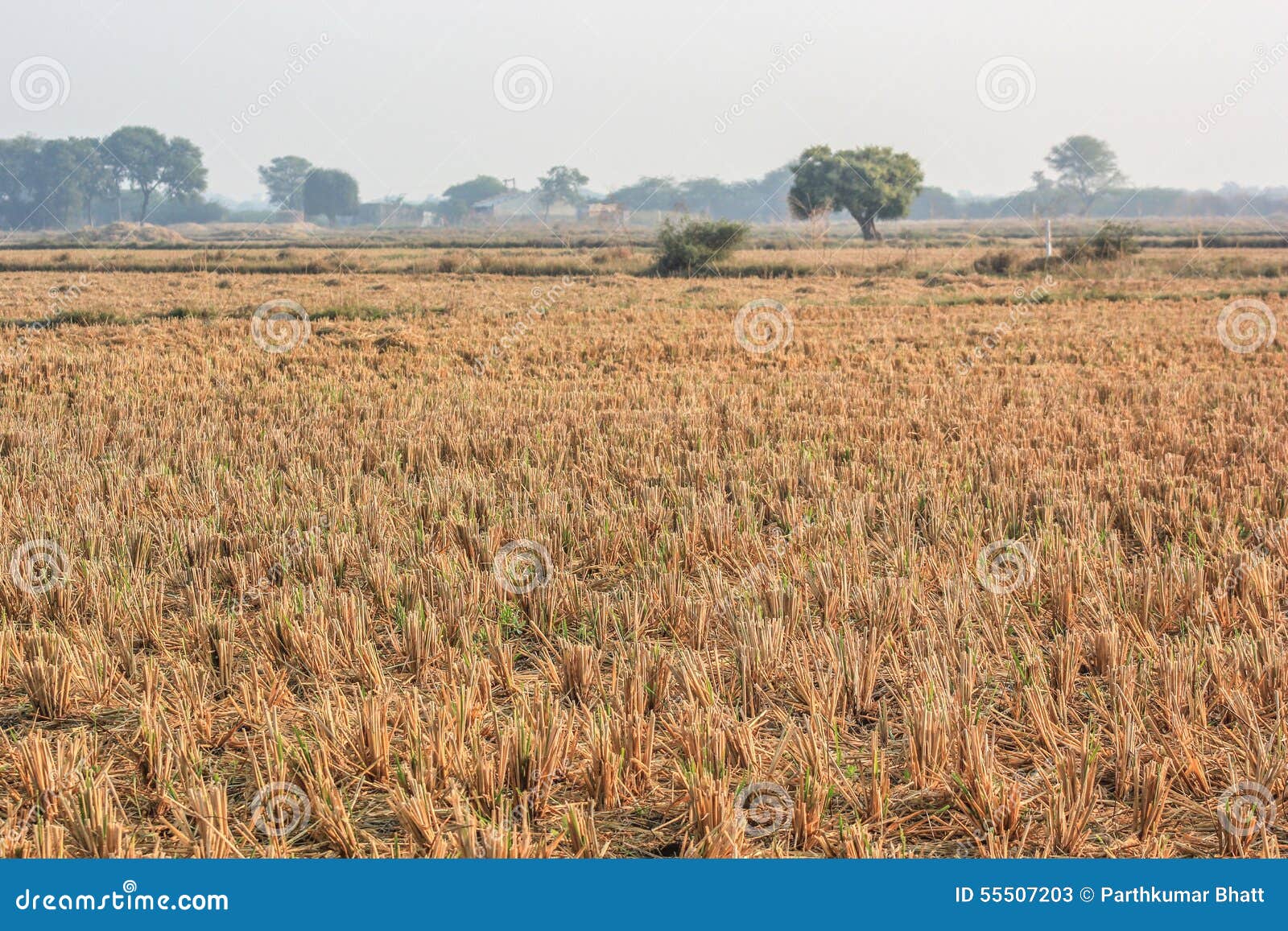 Dry grass meadows stock image. Image of agriculture, india - 55507203