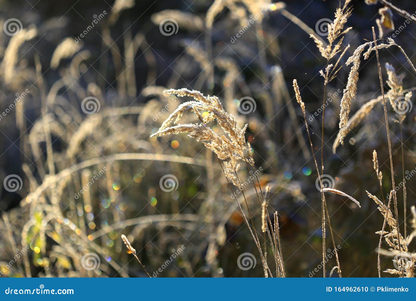 Dry Grass with Natural Morning Light Stock Photo - Image of background ...