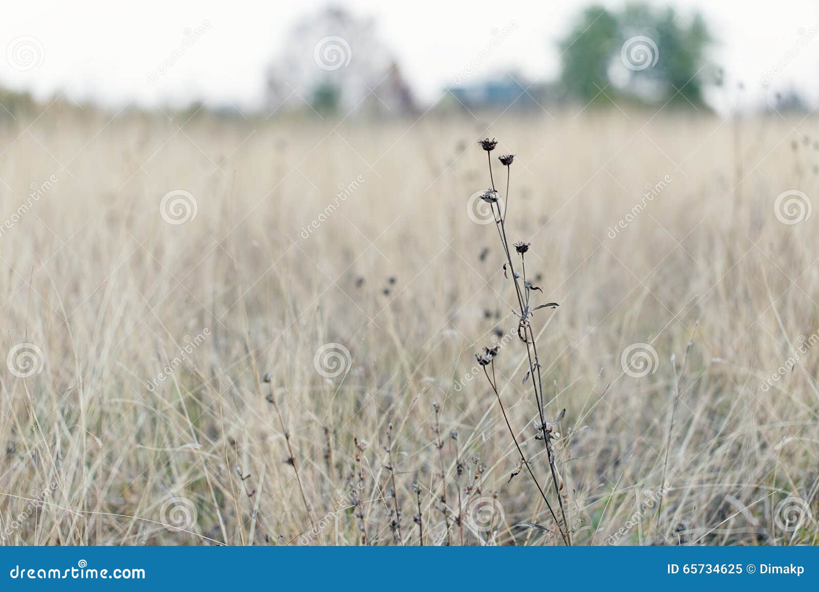 Dry grass nature landscape stock image. Image of pattern - 65734625