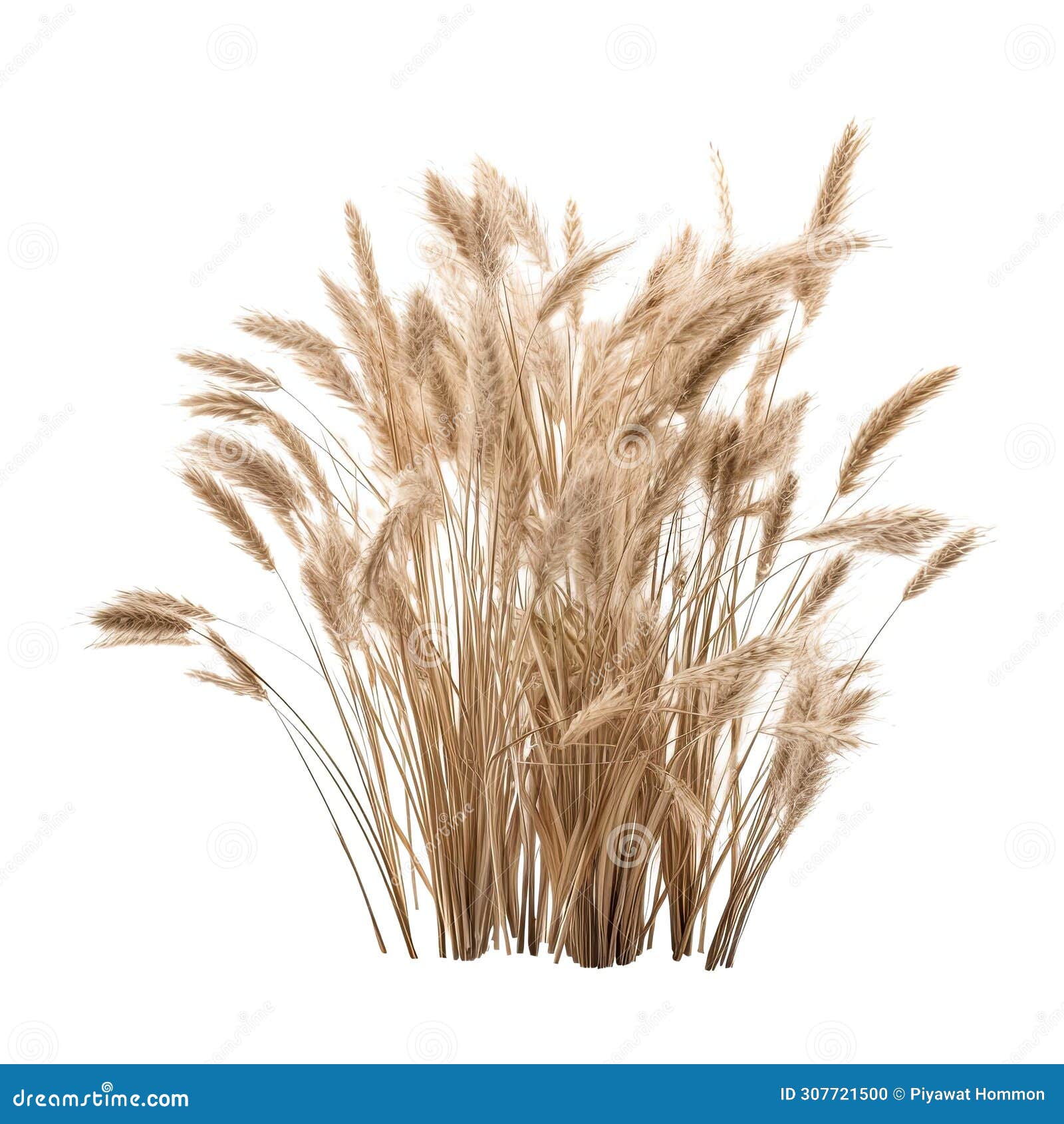 Dry Grass Overlays Transparent Background Stock Illustration ...