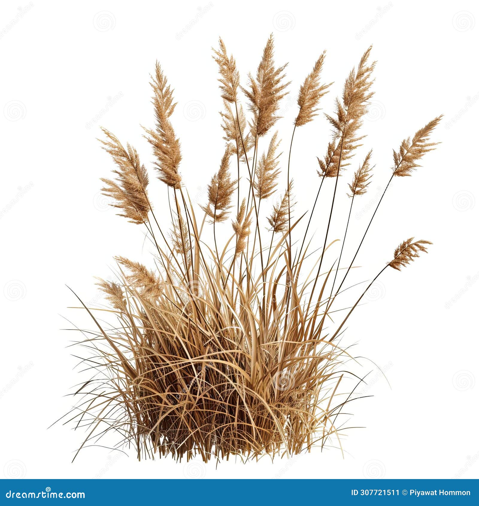 Dry Grass Overlays Transparent Background Stock Illustration ...