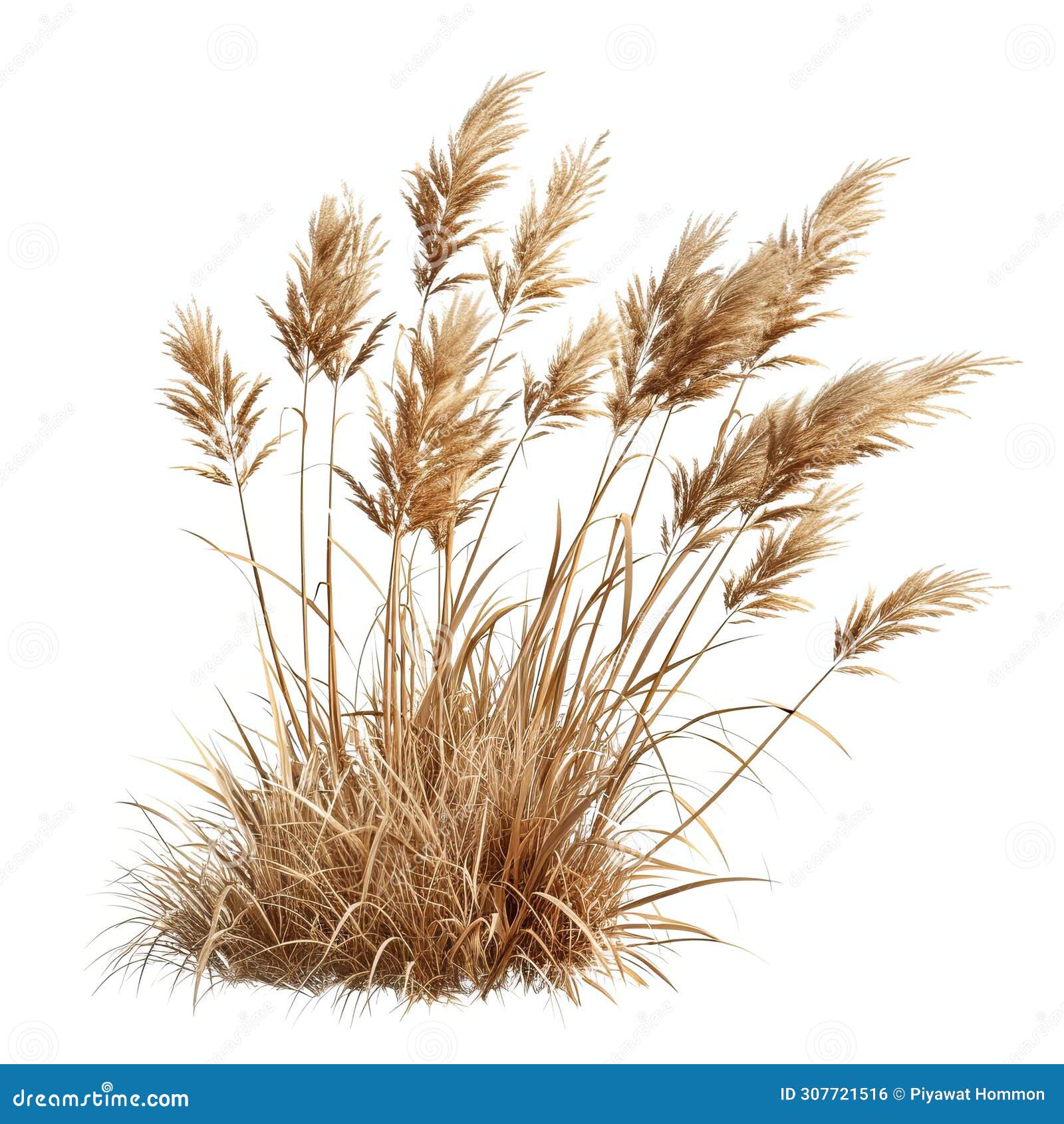 Dry Grass Overlays Transparent Background Stock Illustration ...