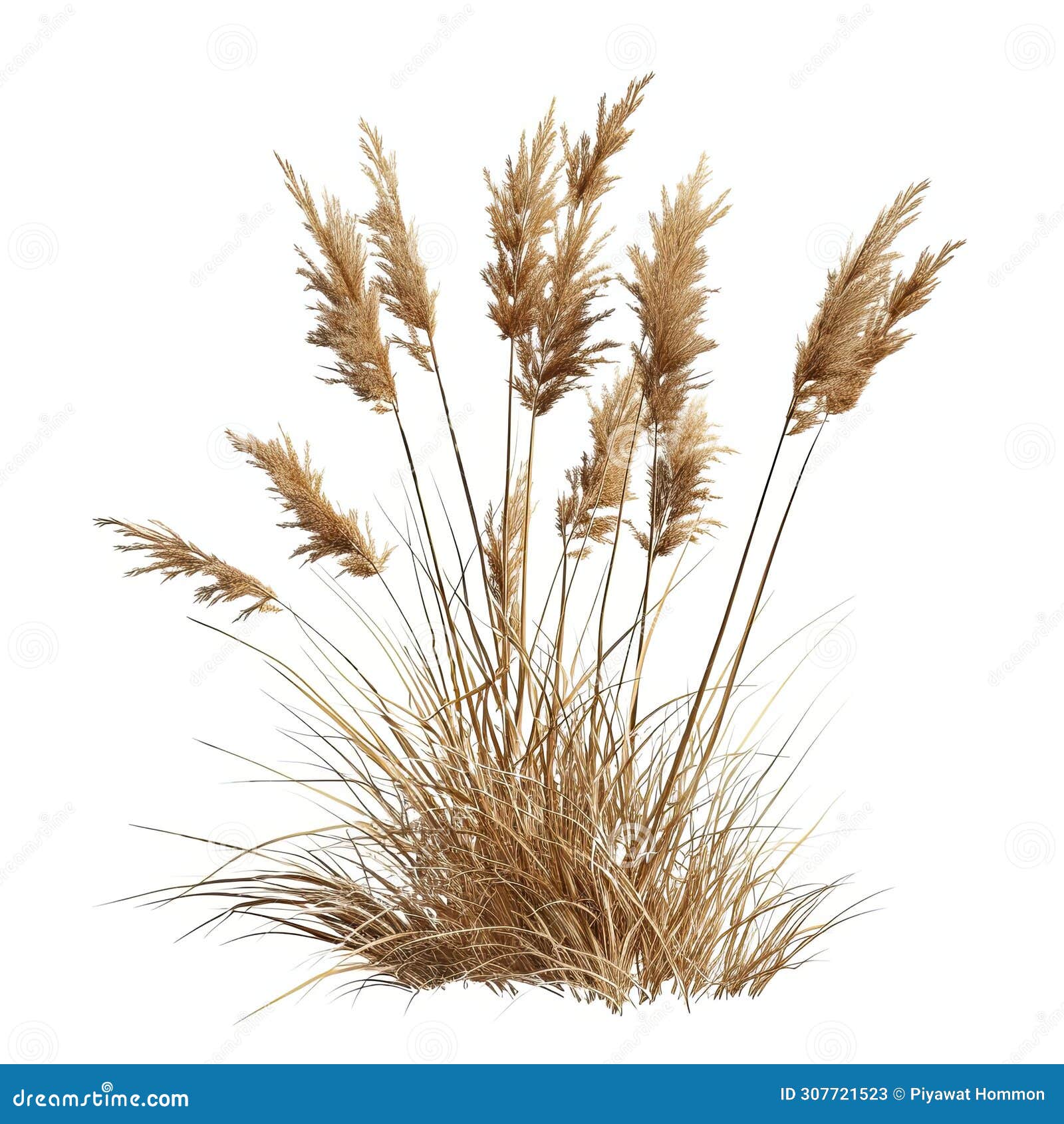 Dry Grass Overlays Transparent Background Stock Illustration ...
