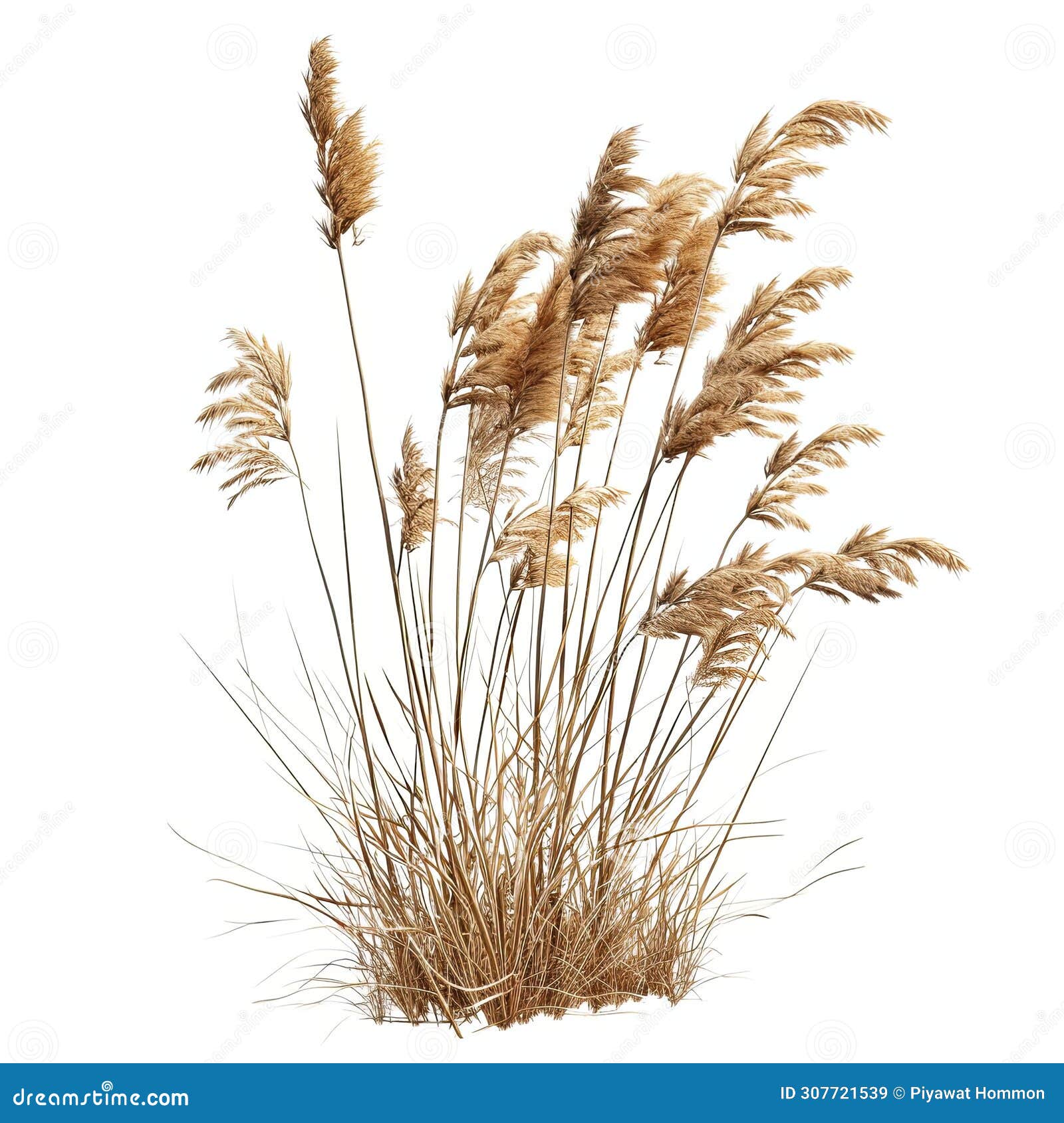 Dry Grass Overlays Transparent Background Stock Image - Illustration of ...