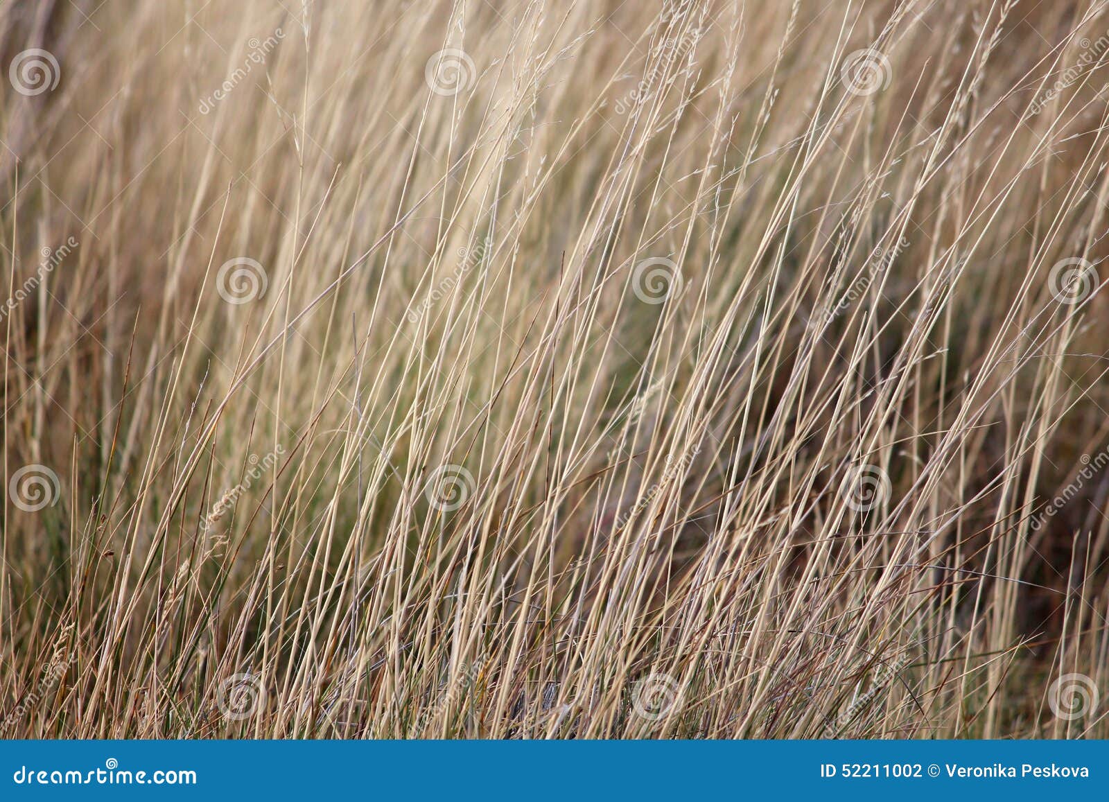 Dry grass stock photo. Image of away, desert, color, mountain - 52211002