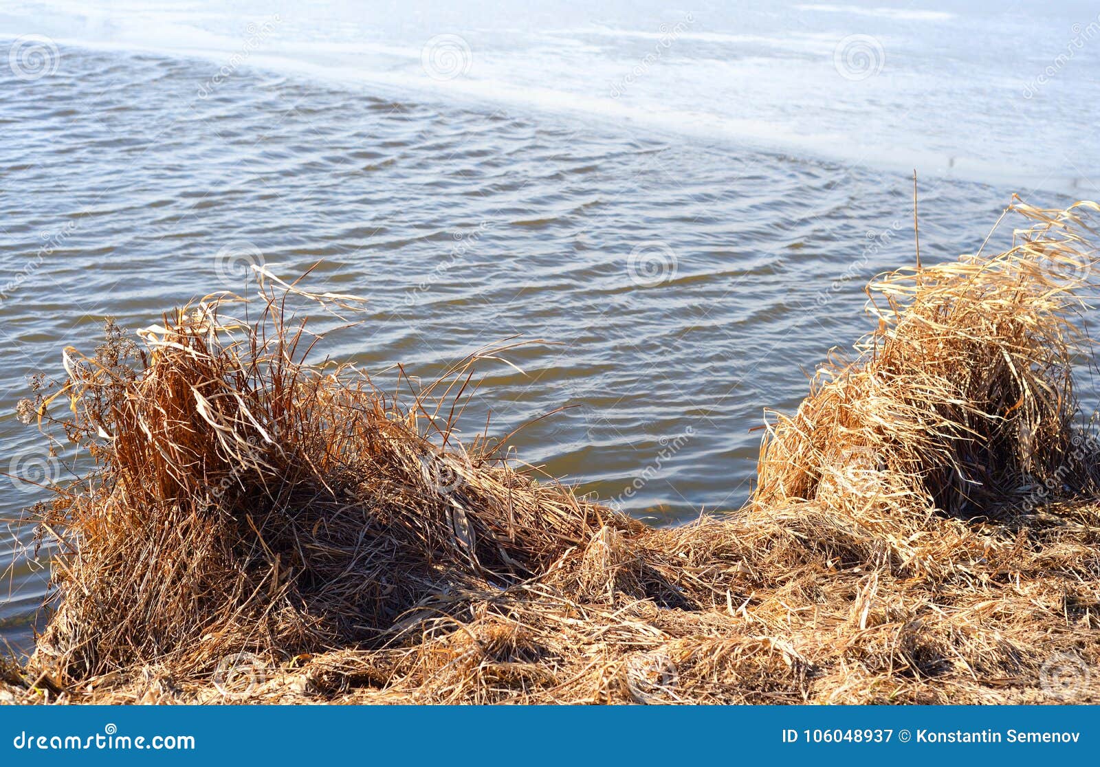 Dry Grass on the River Coast. Stock Image - Image of rural, early ...
