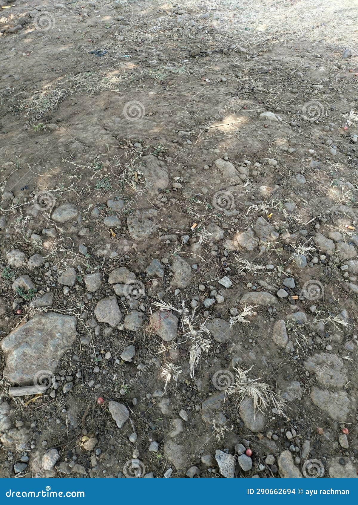 Dry Grass and Rocks on the Ground Stock Photo - Image of bedrock, floor ...
