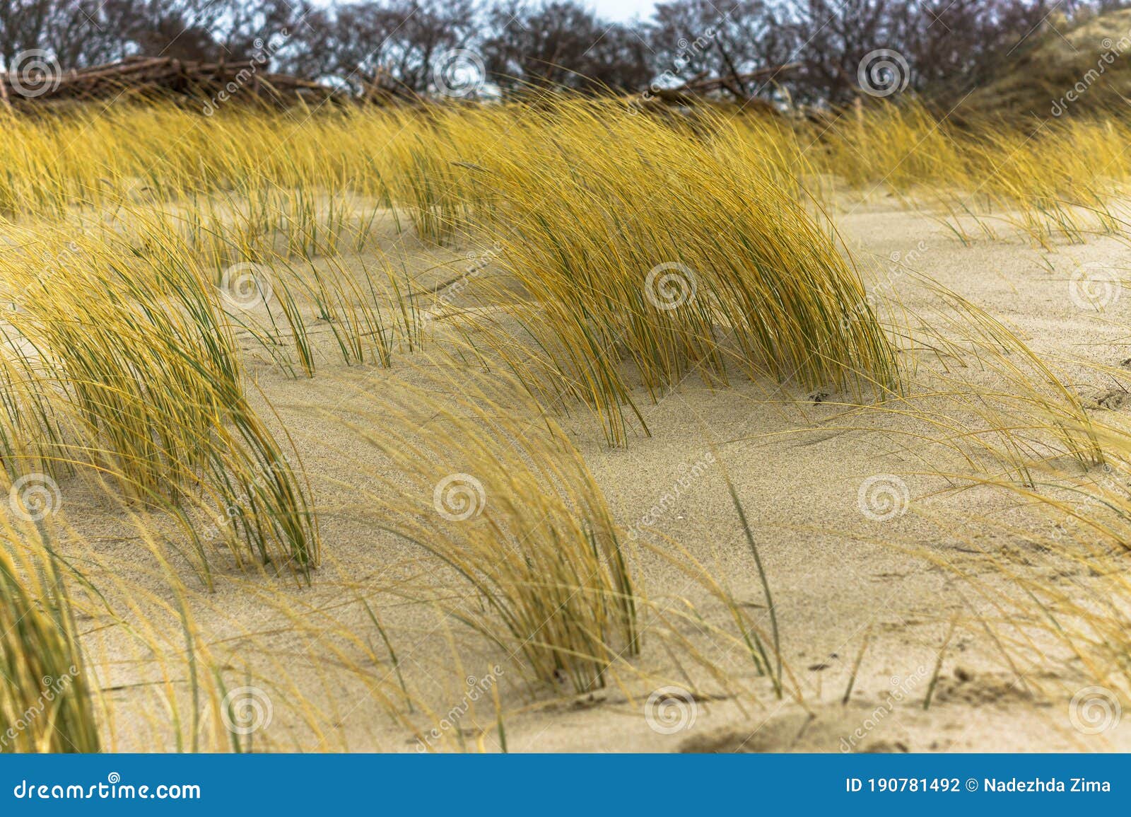 Dry Grass on the Sea Sand, Sand Dunes of the Coastal Strip Stock Photo ...