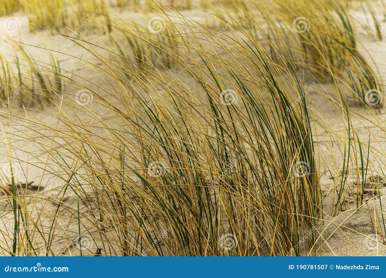Dry Grass on the Sea Sand, Sand Dunes of the Coastal Strip Stock Image ...