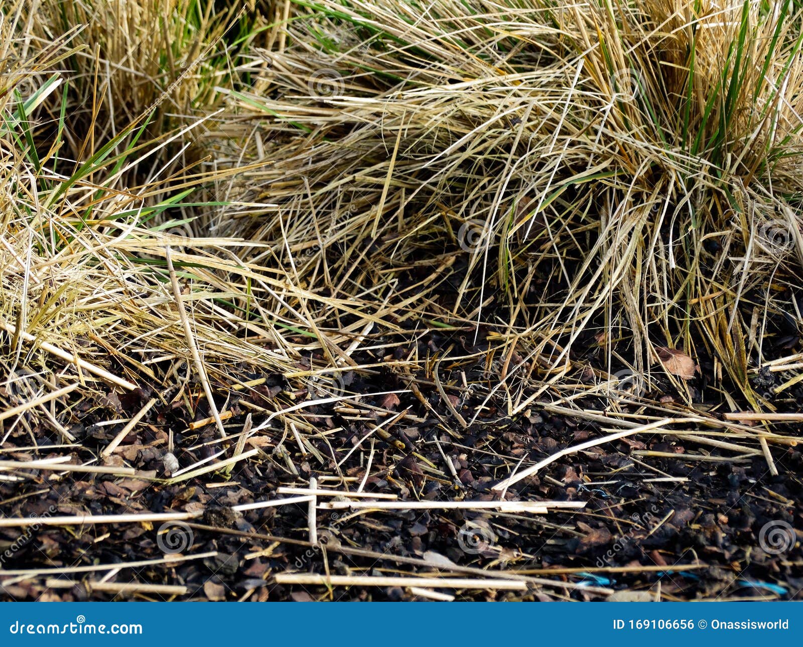 Dry Grass Shining Under the Sunlight Stock Photo - Image of sunlight ...
