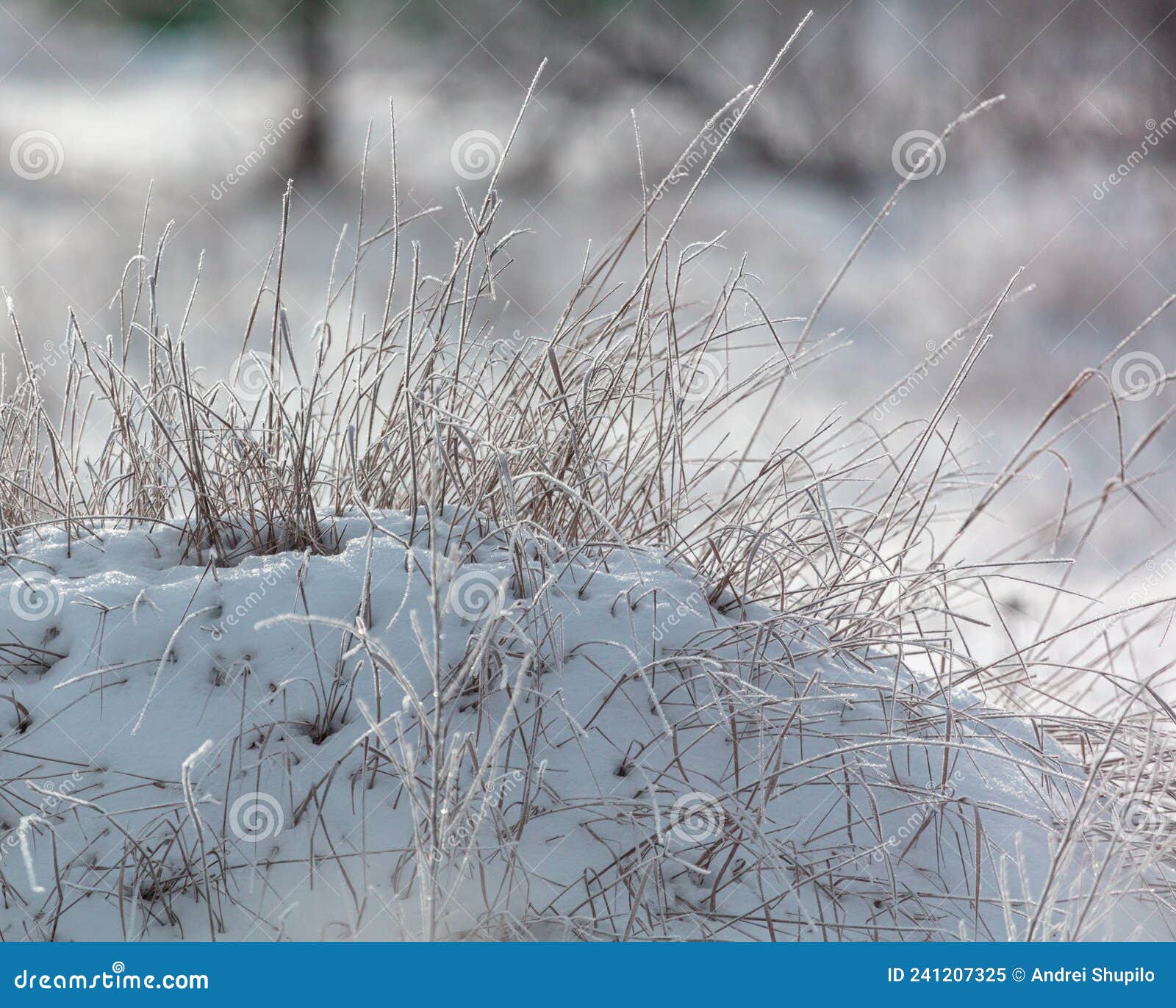 Dry Grass in the Snow in Winter. Stock Image - Image of reed, snow ...