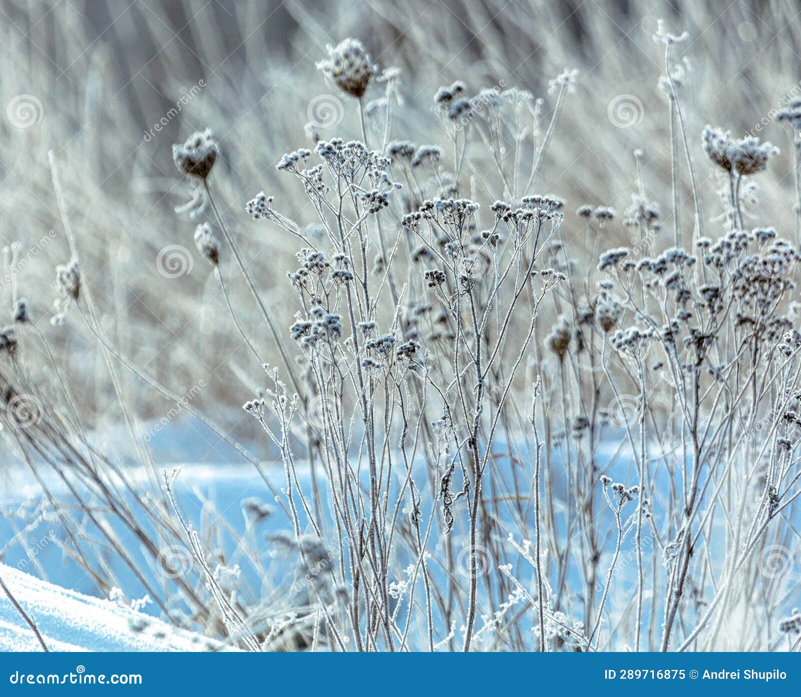 Dry Grass in the Snow in Winter. Stock Image - Image of winter, twig ...