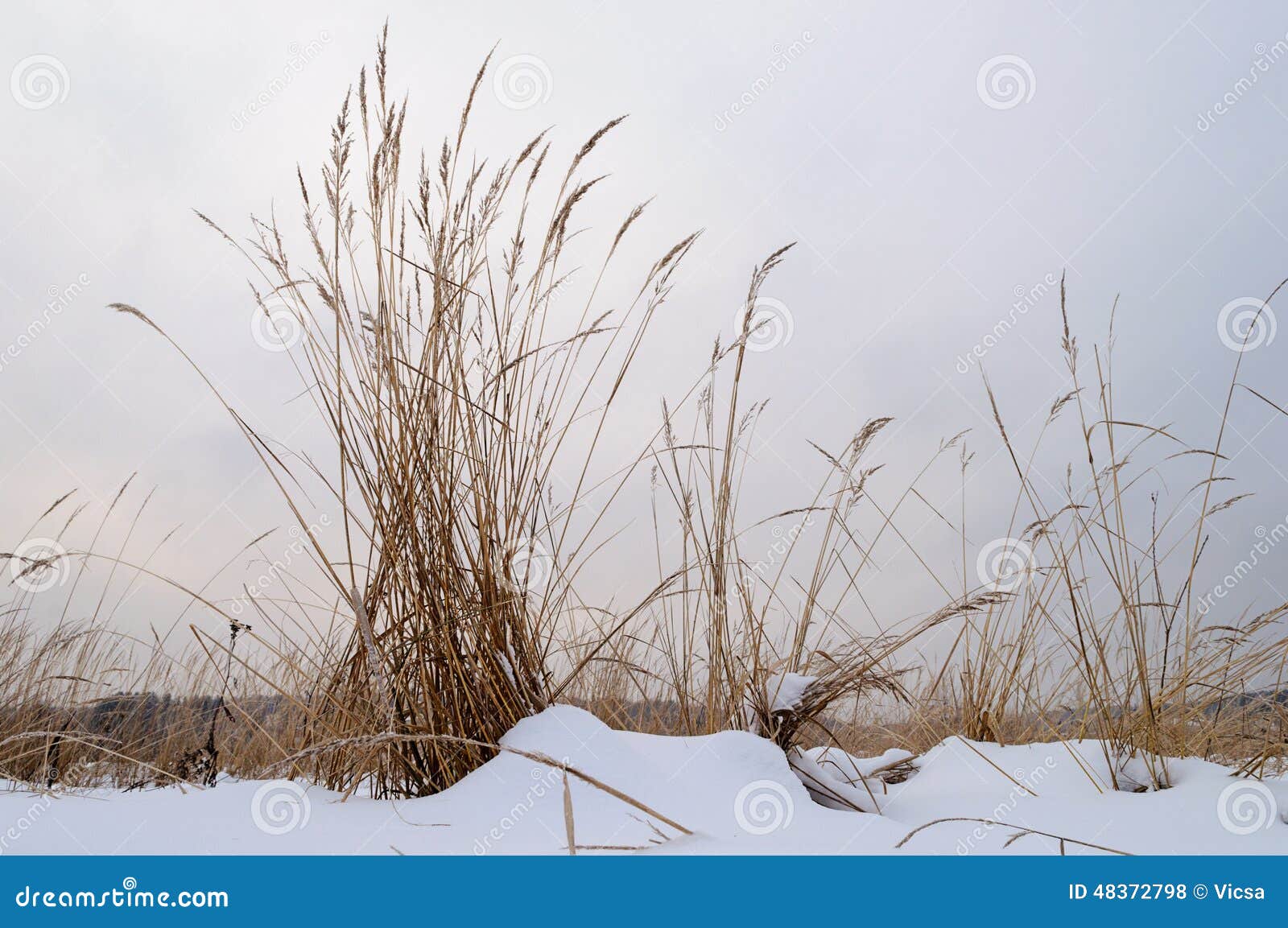 Dry grass in snowy field stock photo. Image of side, frost - 48372798