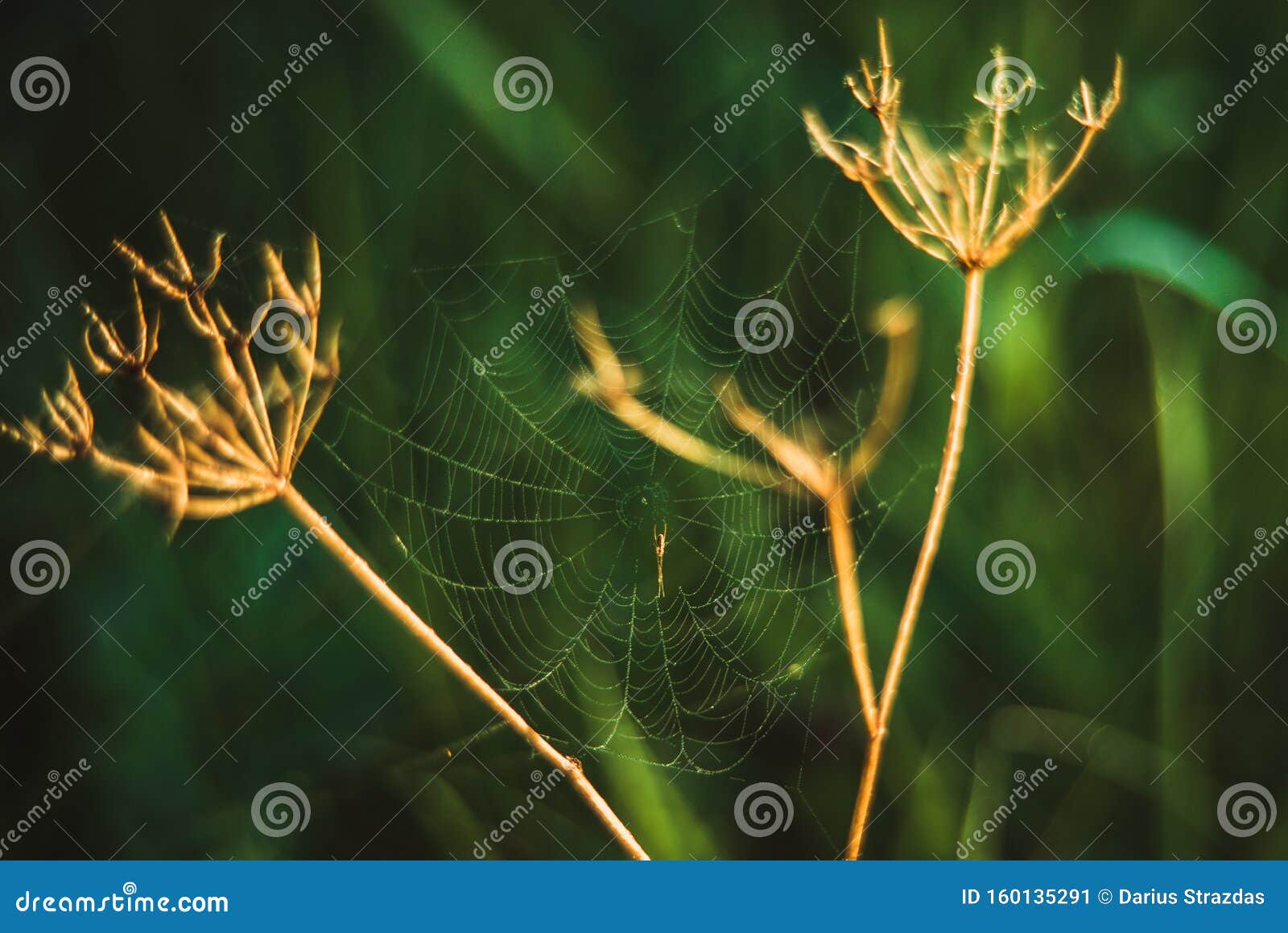 Dry grass and spider web stock image. Image of background - 160135291