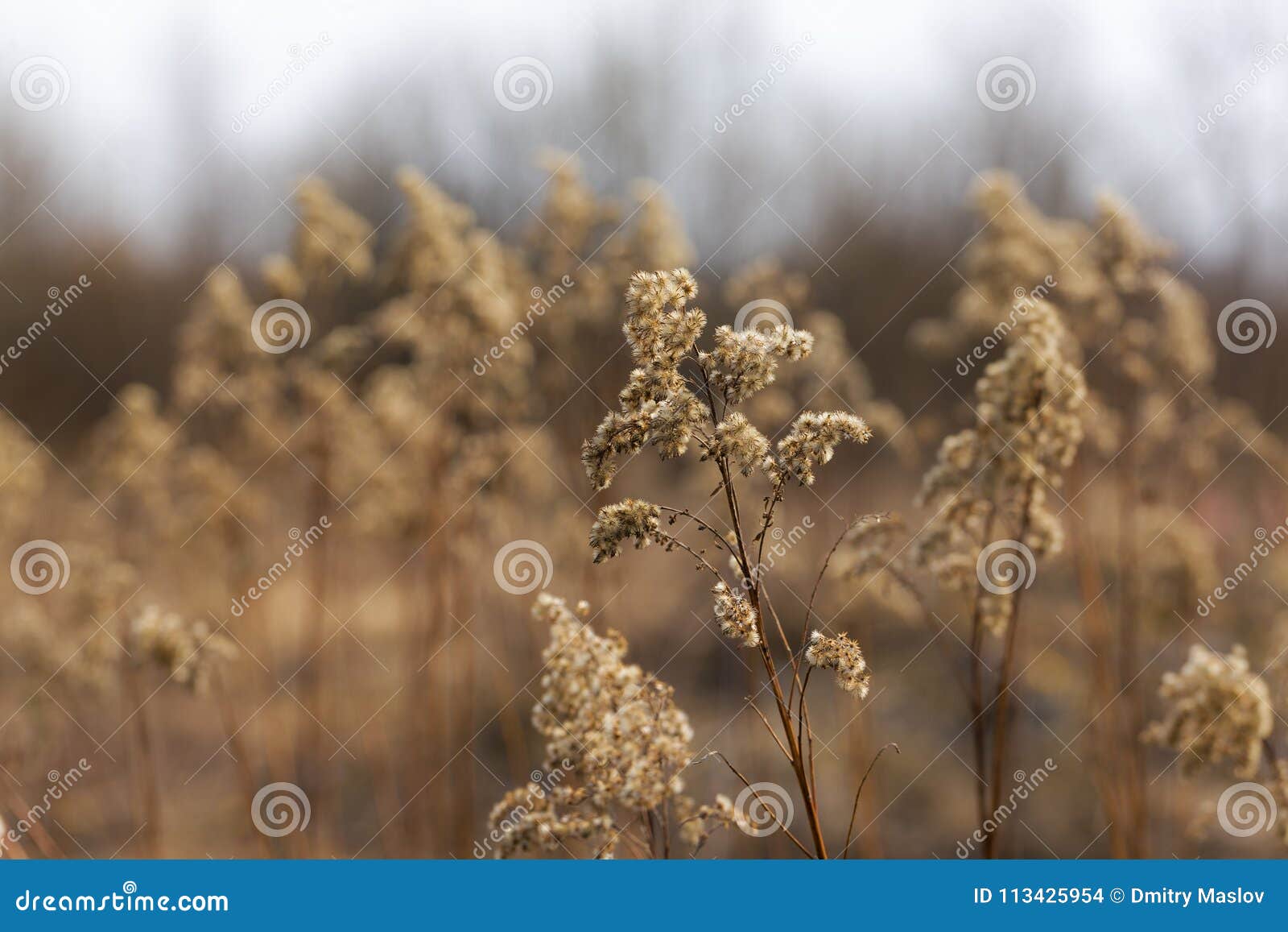 Dry grass in the spring stock photo. Image of stem, landscape - 113425954