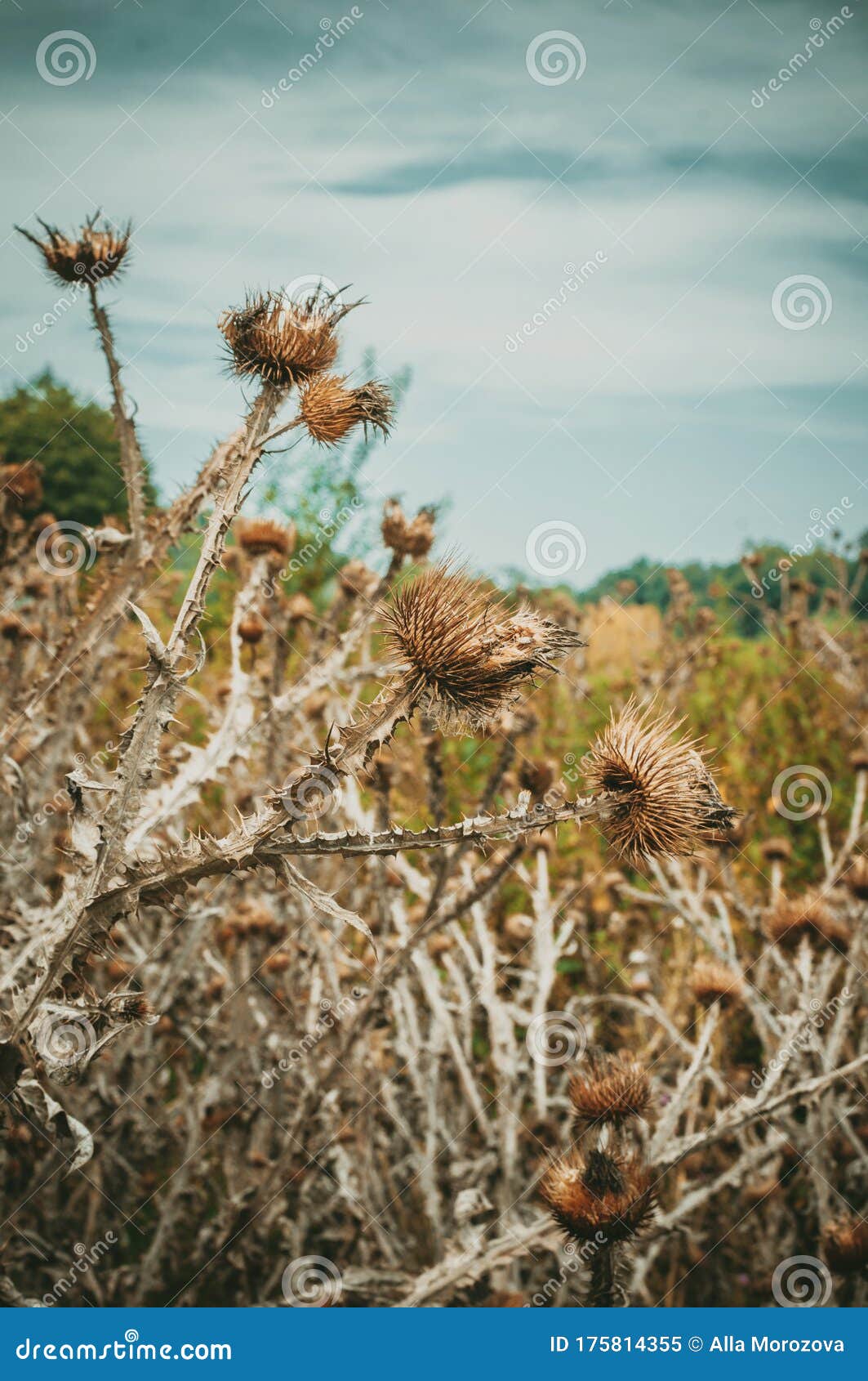 Dry Grass with Thorns in the Summer in the Field Stock Image - Image of ...