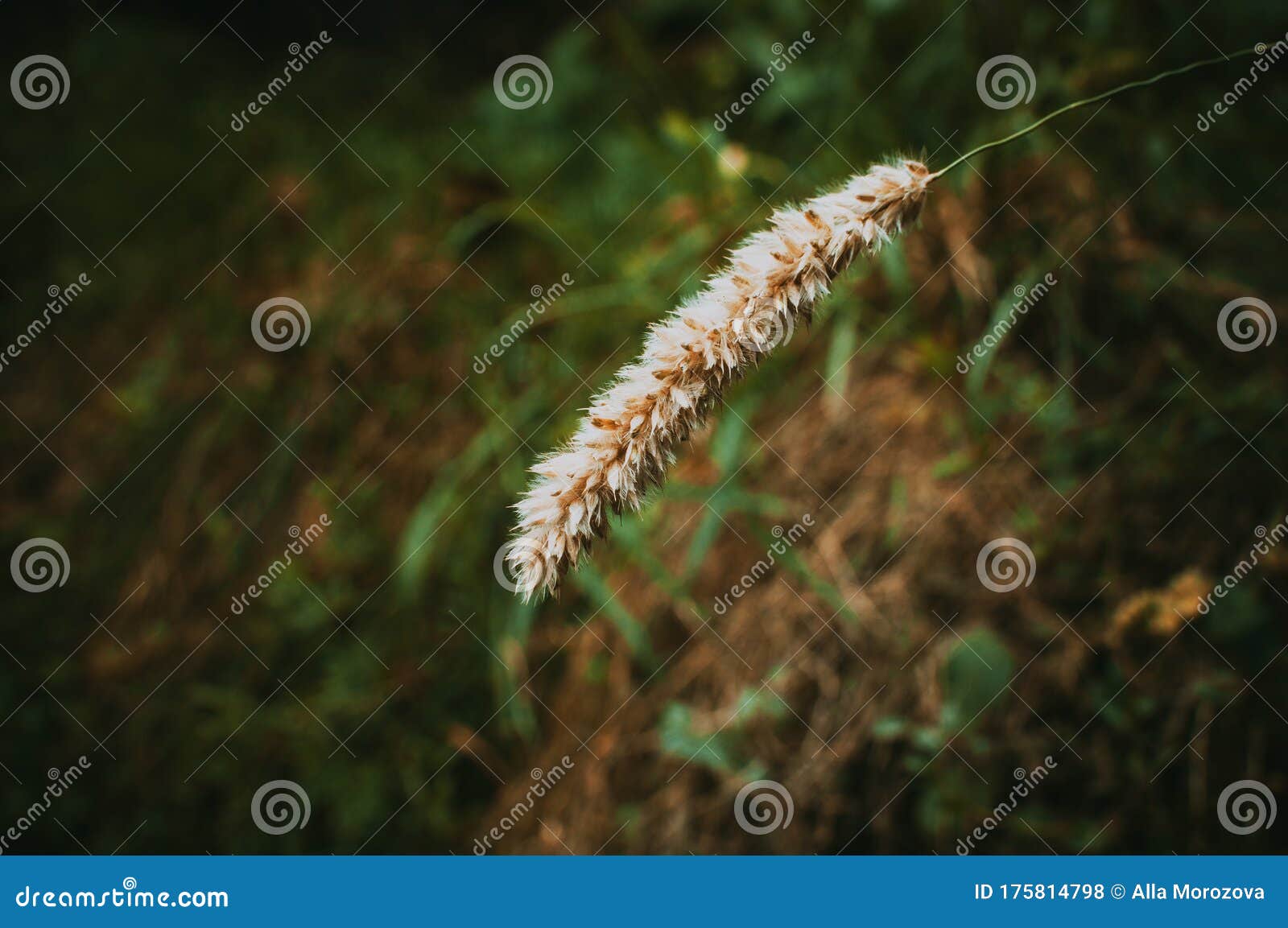 Dry Grass with Fluff in the Field Stock Photo - Image of abstract ...