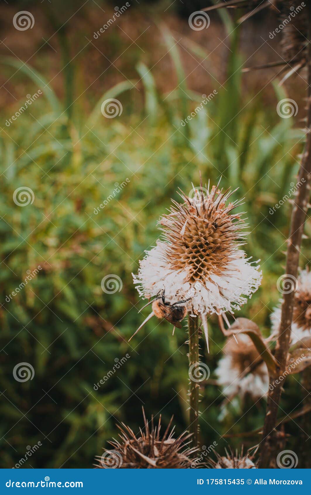 Dry Grass with Thorns in the Field Stock Image - Image of weed, beauty ...