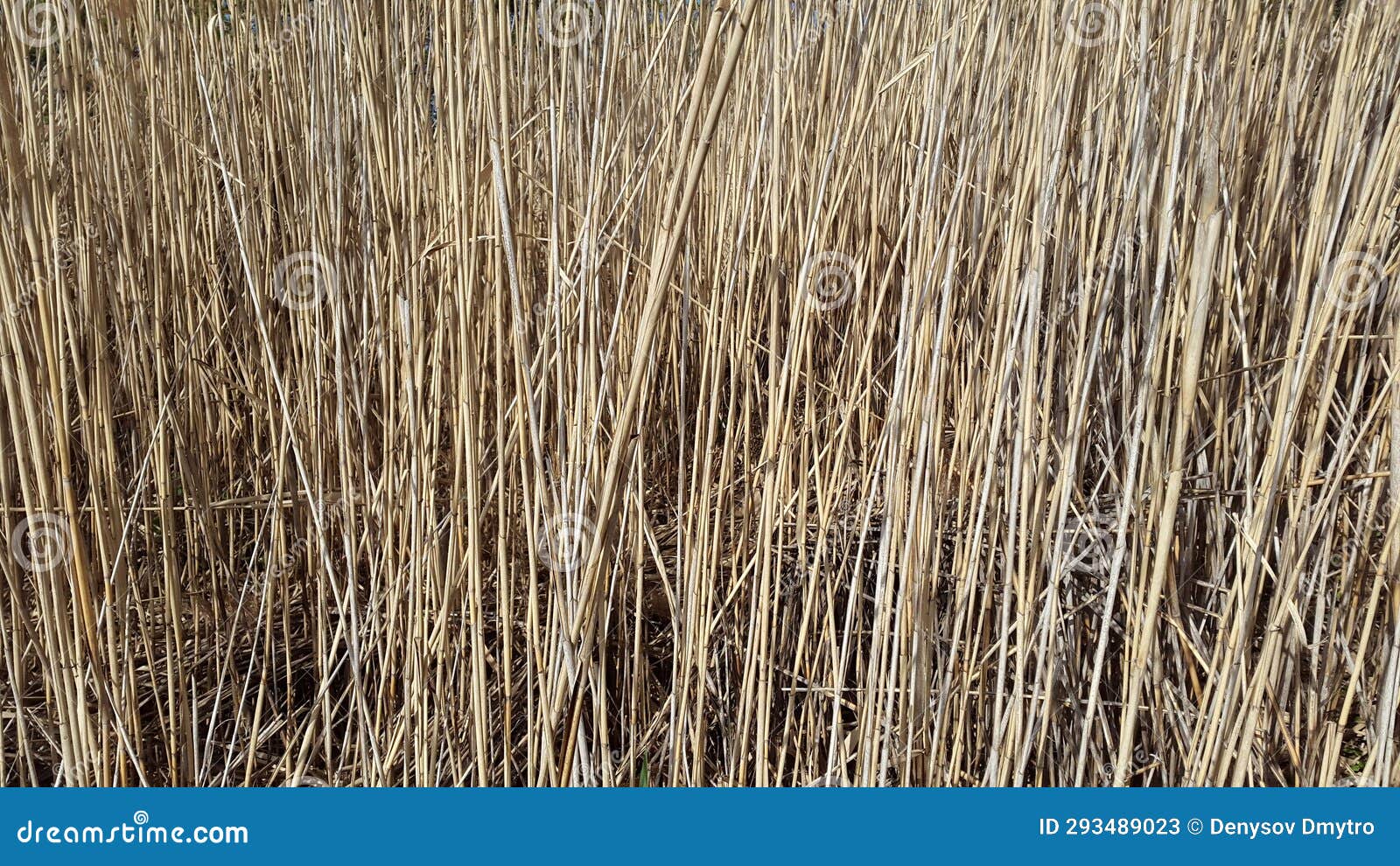 Dry Grass. Dry Grass Stems. Dead Reed Stock Image - Image of life ...