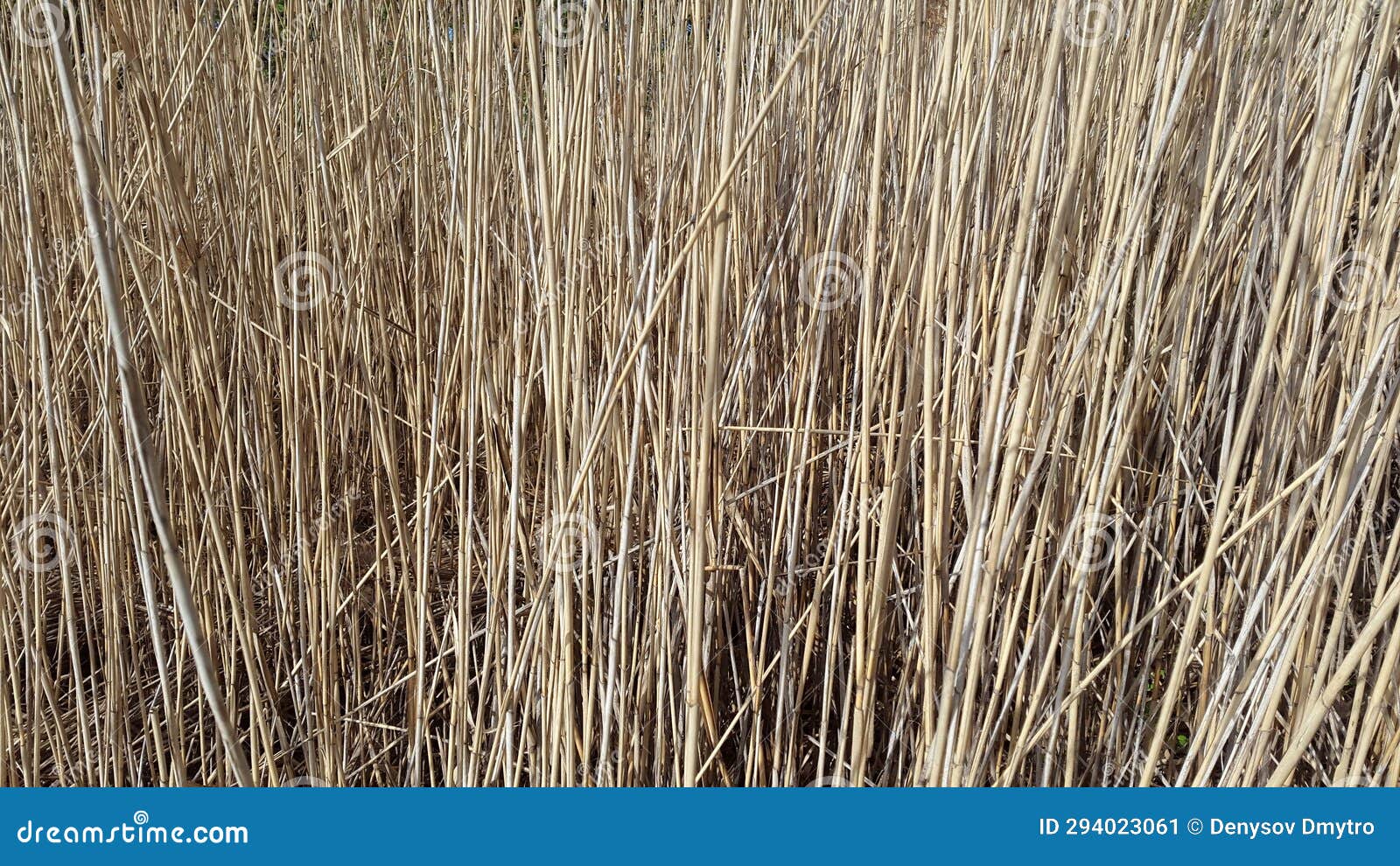 Dry Grass. Dry Grass Stems. Dead Reed Stock Image - Image of macro ...