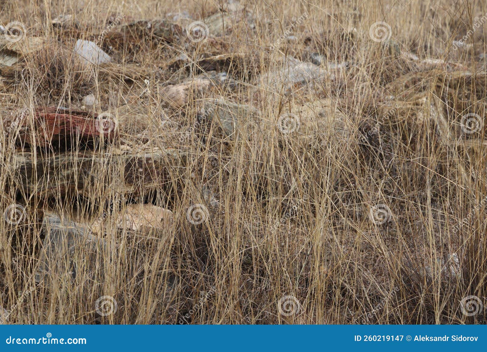 Dry Grass on a Stony Field, Scattered Stones in Dry Grass. Stock Image ...