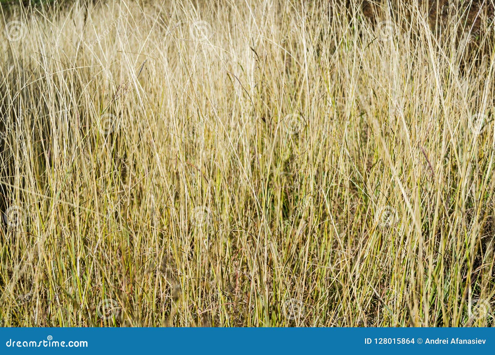 Dry Grass on a Sunny Day Background Texture Stock Photo - Image of ...