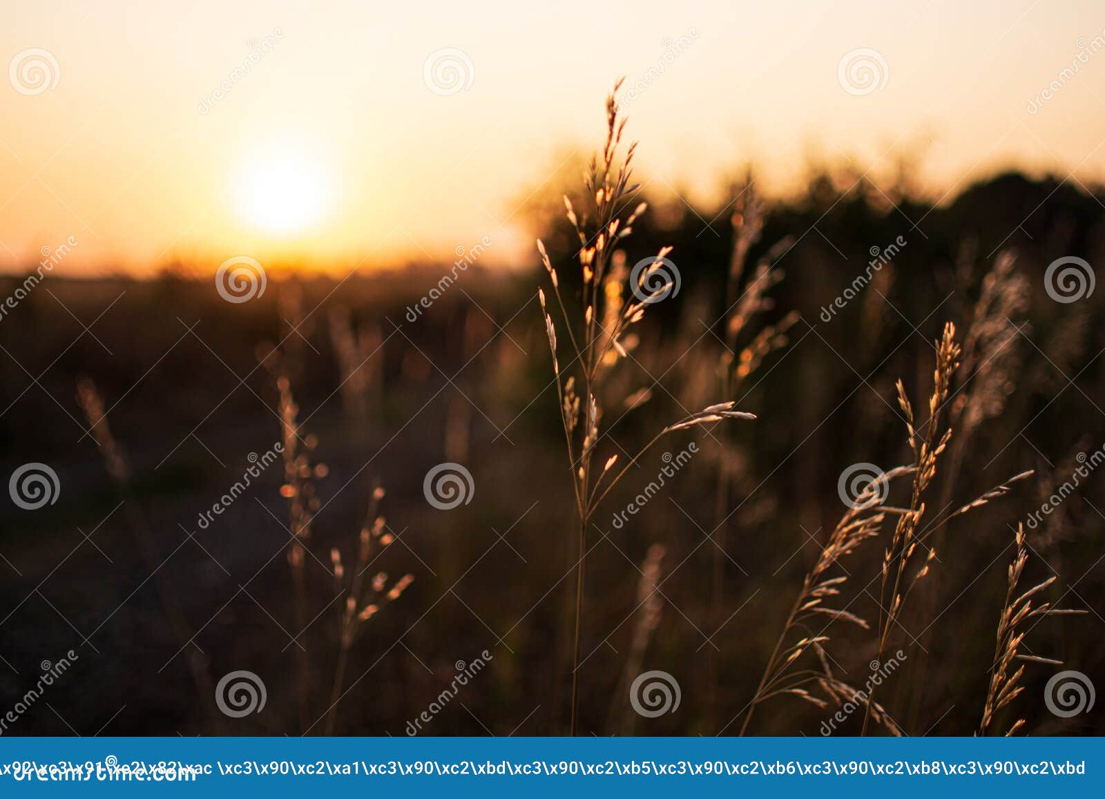 The Dry Grass Sunrise, Sunny Weather Stock Image - Image of agriculture ...