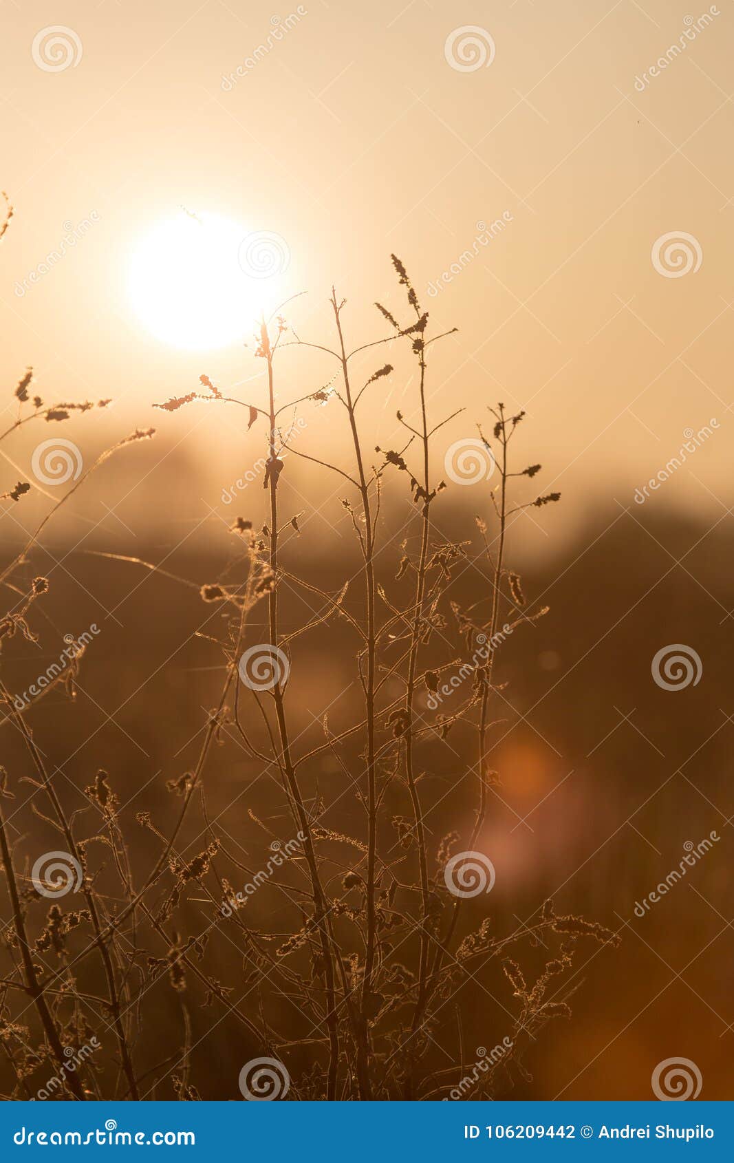 Dry grass at sunset stock photo. Image of autumn, field - 106209442