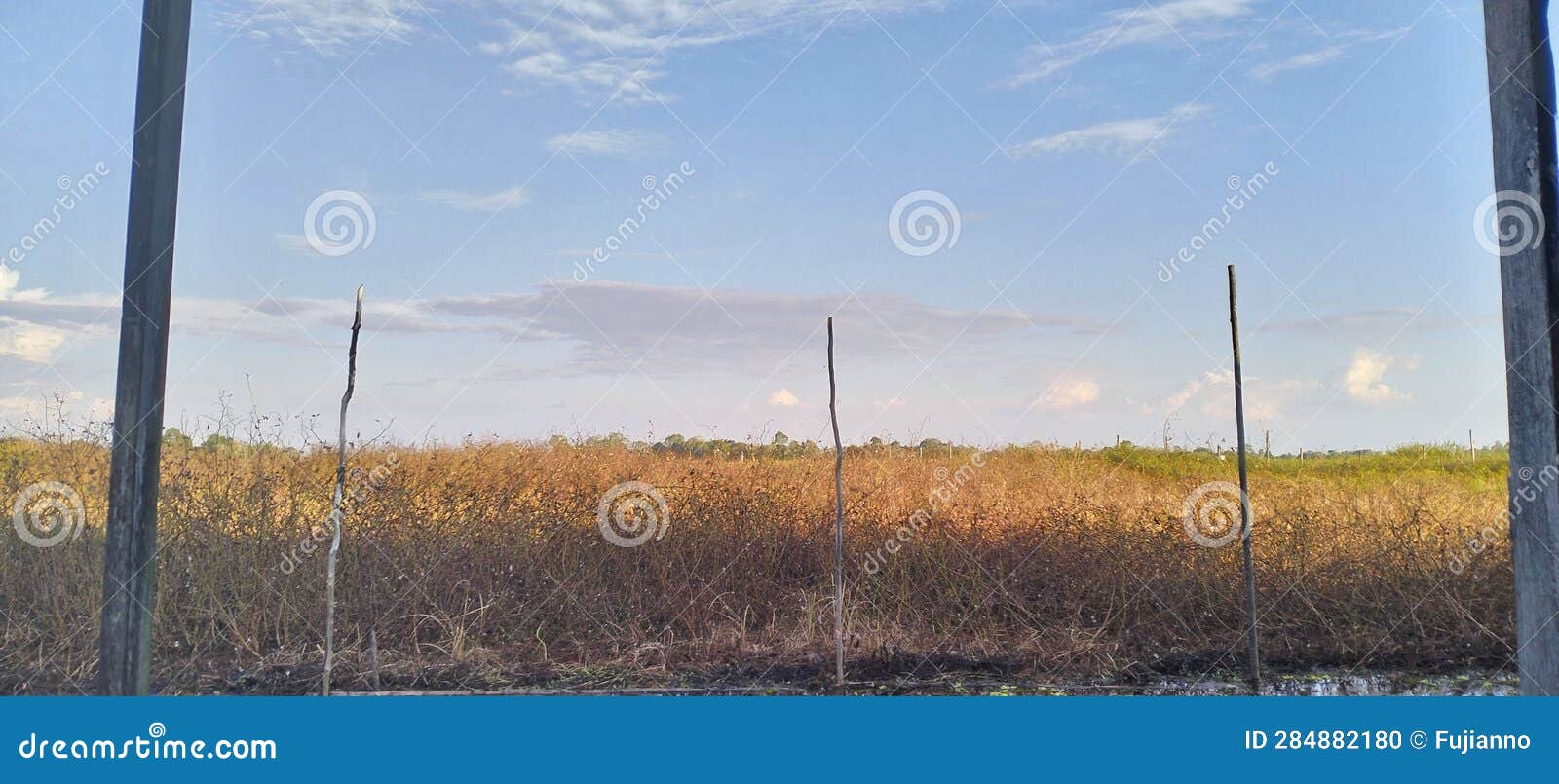 Dry Grass in a Swamp with Sunny Weather Stock Photo - Image of swamp ...