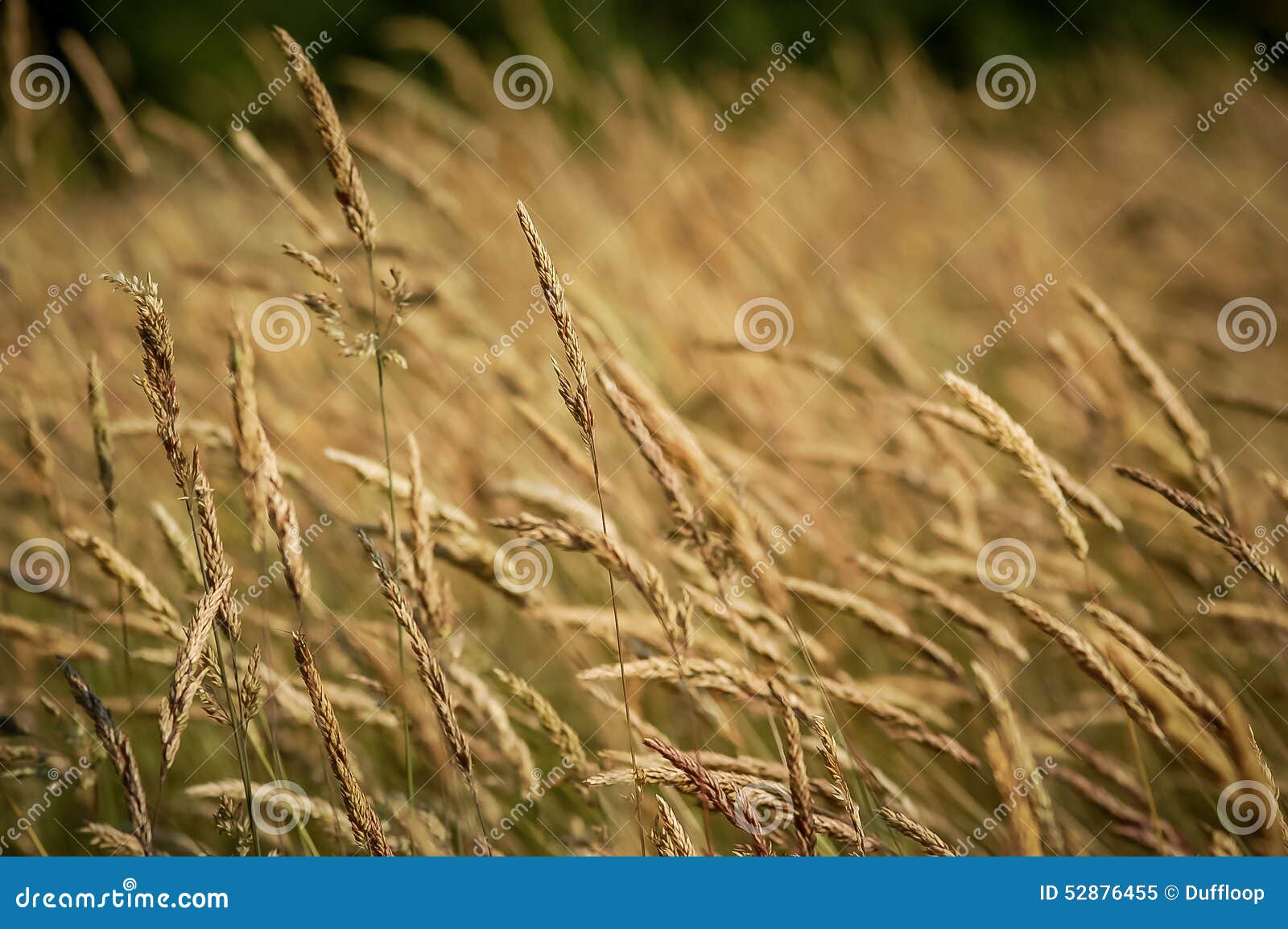 Dry Grass Swaying in Wind Backgound Stock Image - Image of swaying ...