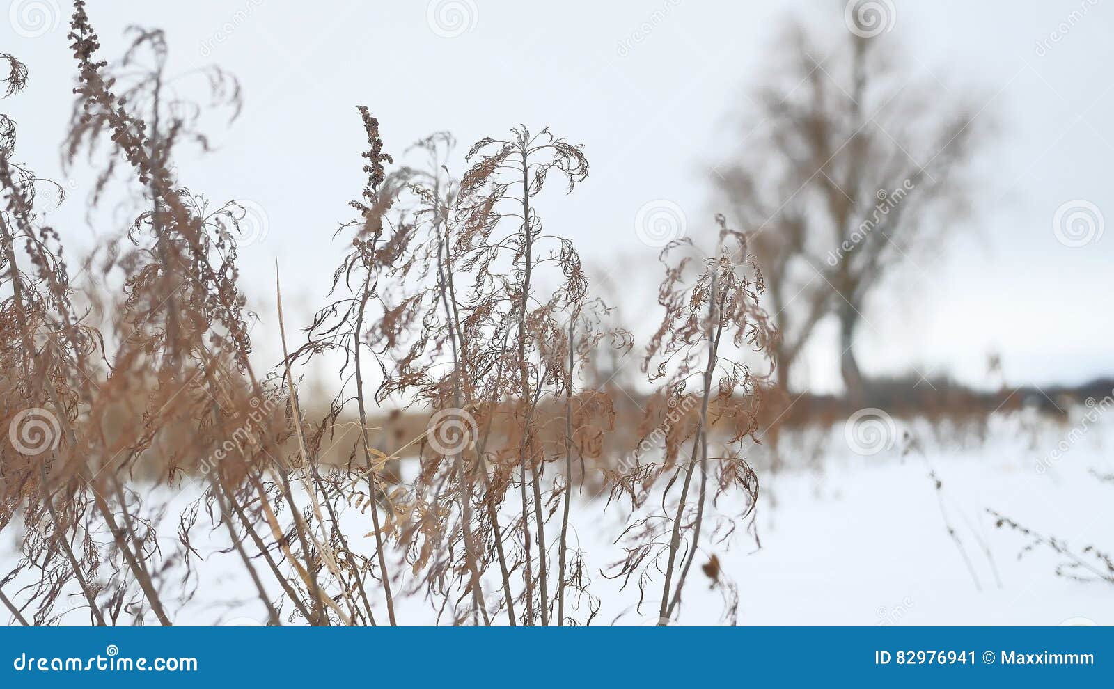 Dry Grass Sways in the Wind in Snow Landscape Winter Nature Stock Image ...