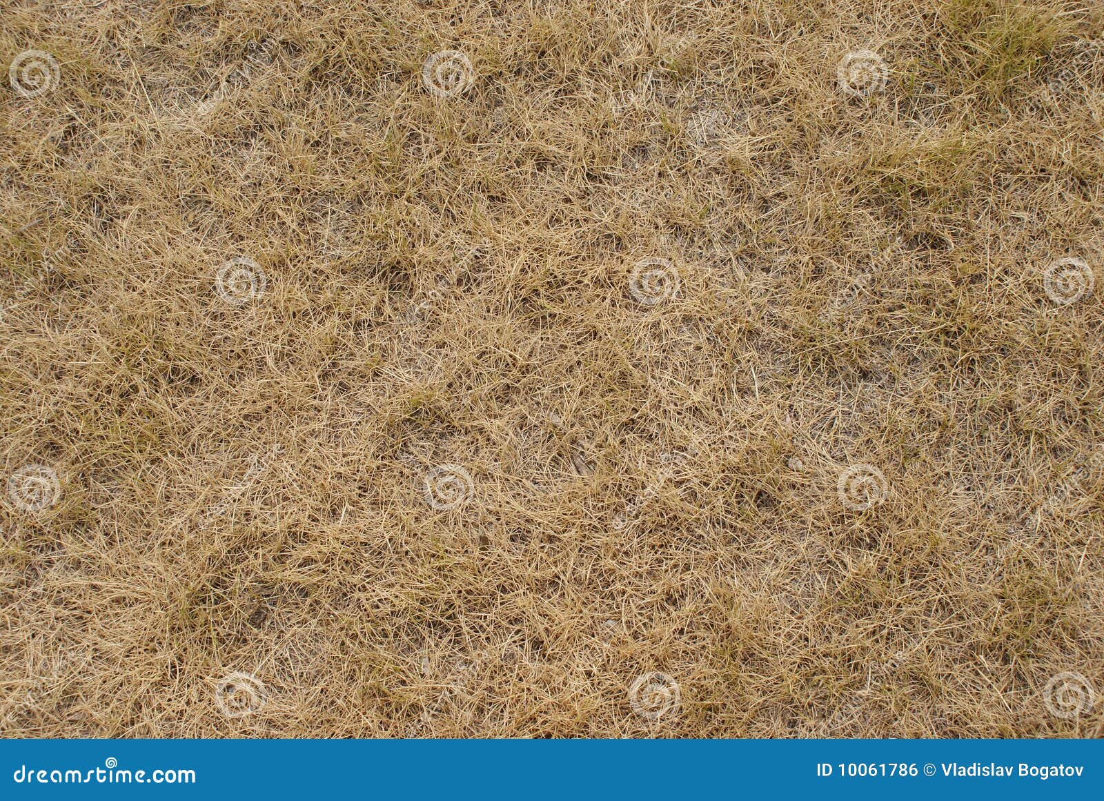 Dry grass texture stock photo. Image of herb, fall, yellow - 10061786