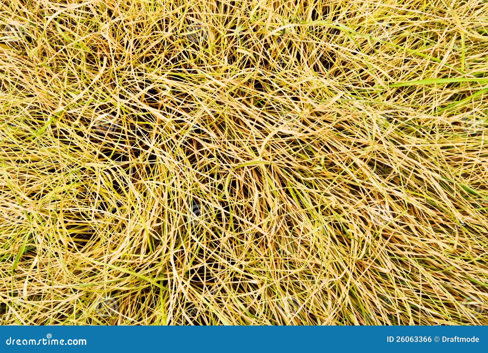 Dry grass texture stock photo. Image of brown, cereal - 26063366