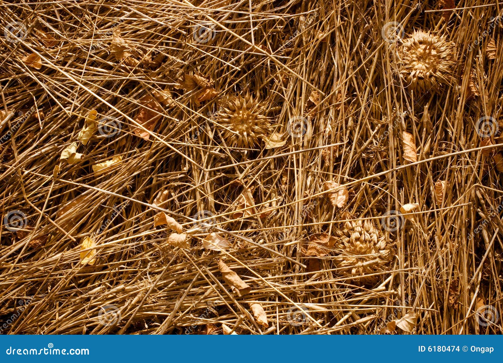 Dry grass texture stock photo. Image of macro, textured - 6180474