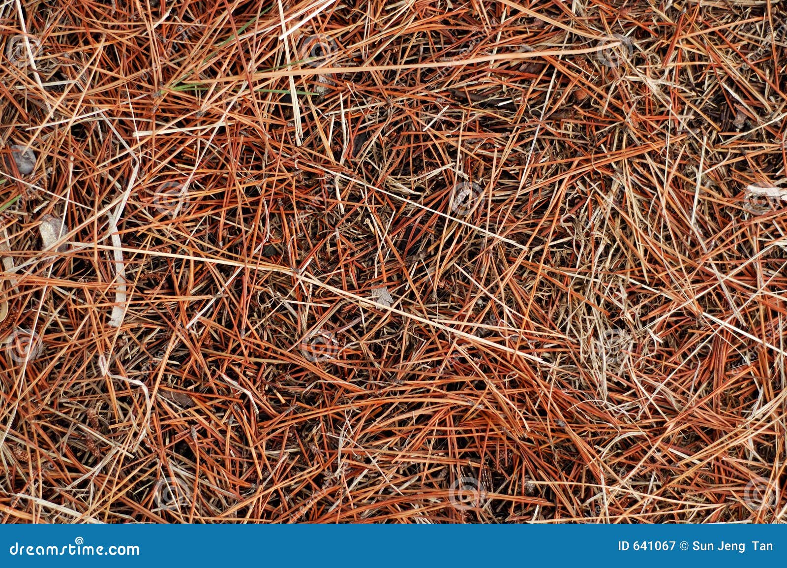 Dry Grass texture stock image. Image of agriculture, texture - 641067
