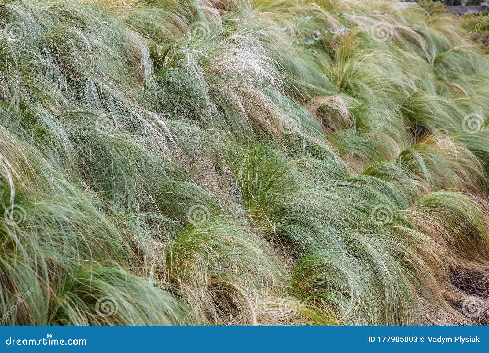 Dry Green Grass Texture Background. Editorial Stock Photo - Image of ...