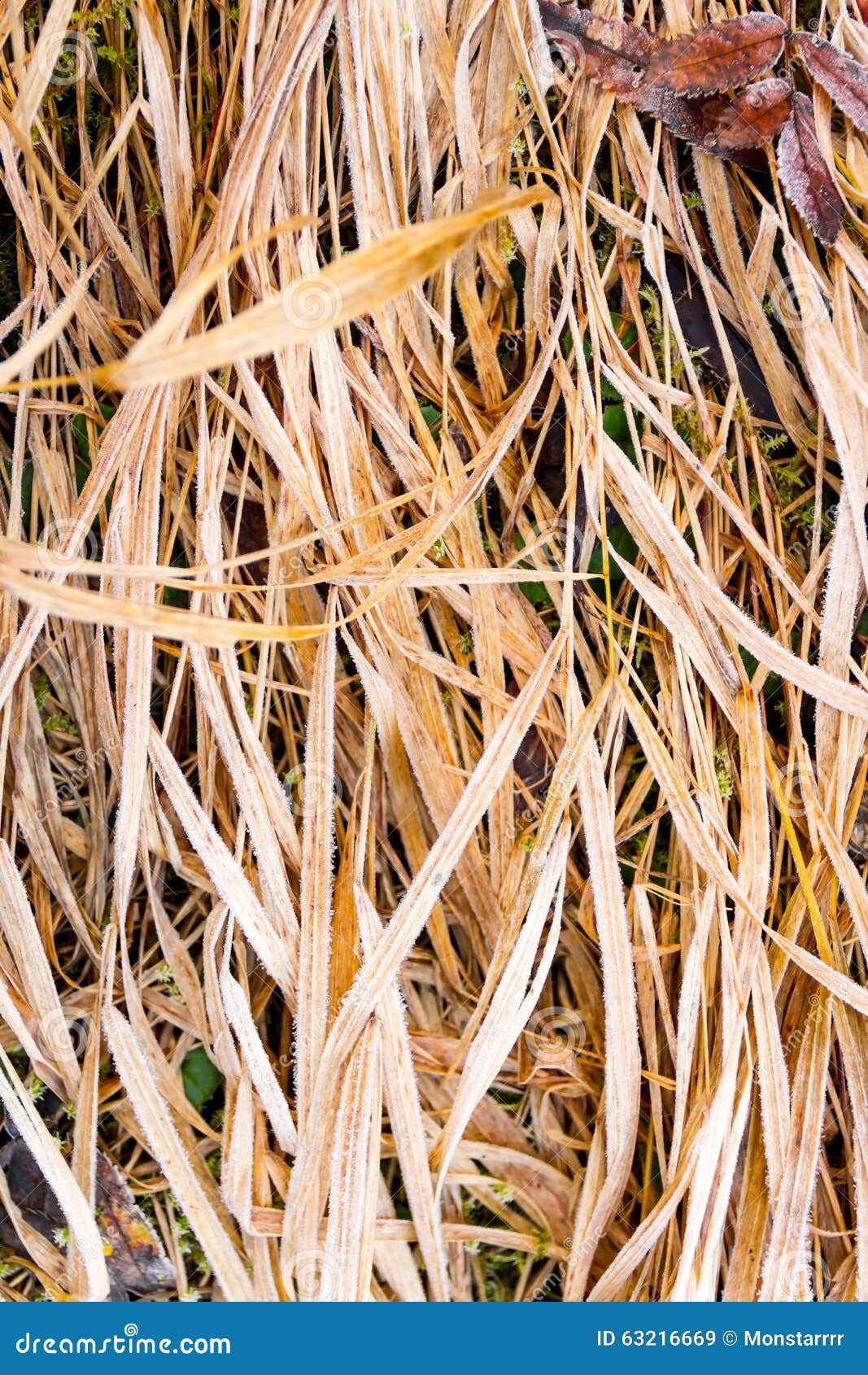 Dry grass stock image. Image of grass, macro, brown, design - 63216669