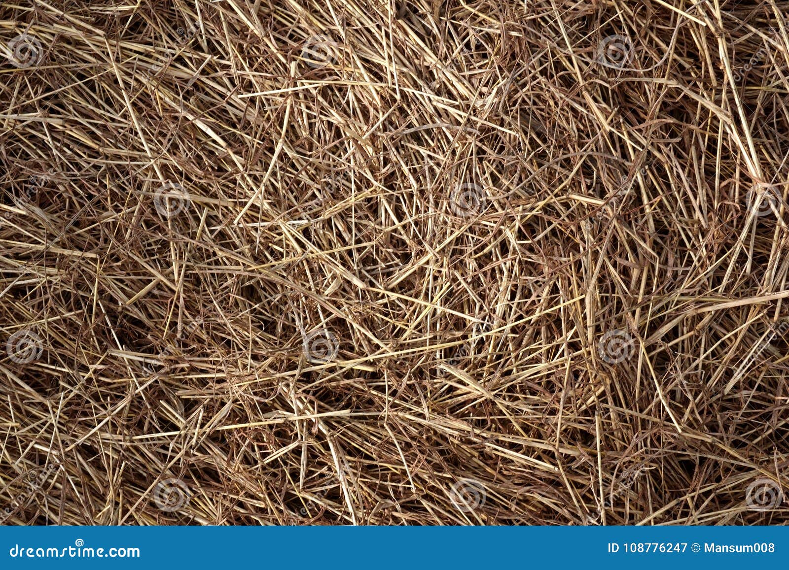 Dry grass texture stock image. Image of brown, grass - 108776247