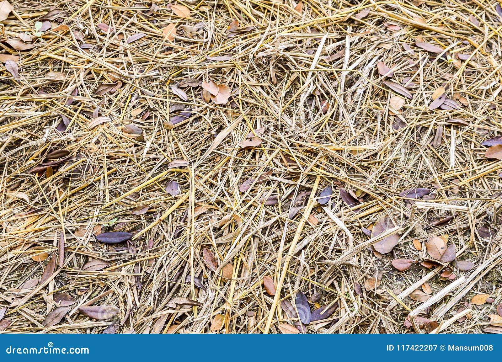 Dry grass texture stock image. Image of hayrick, grass - 117422207