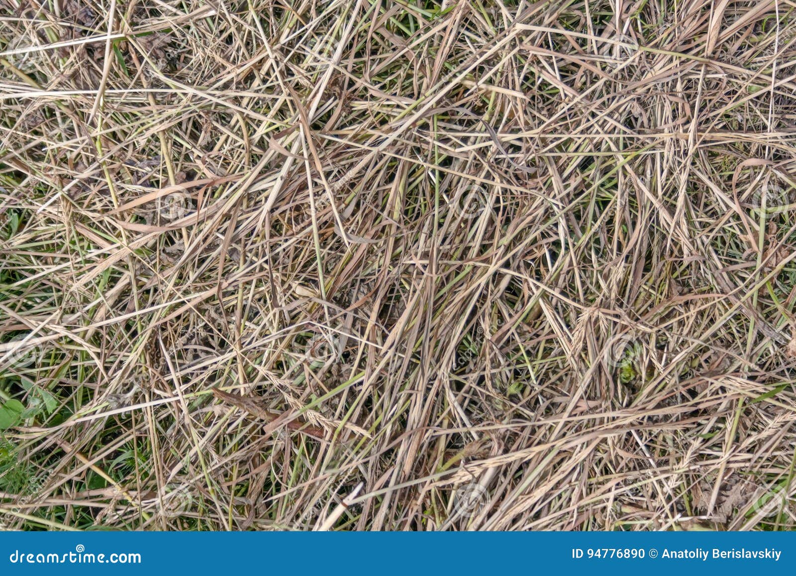 Dry grass texture stock photo. Image of repeat, environment - 94776890