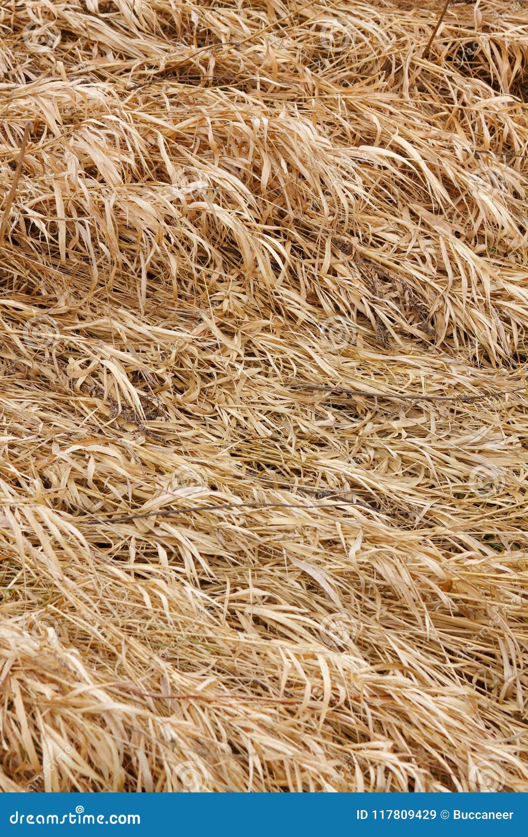Dry grass texture stock image. Image of grass, grassy - 117809429