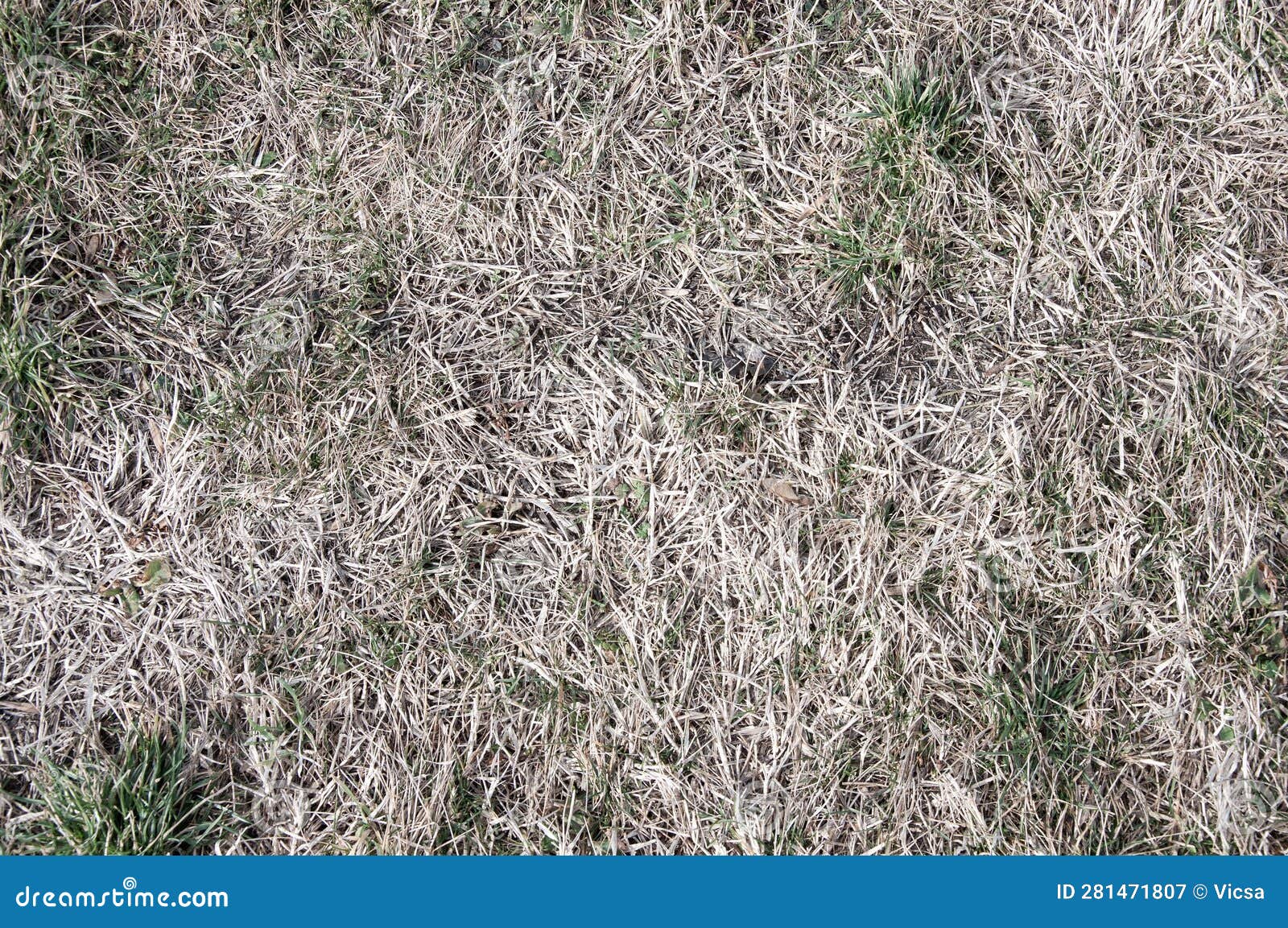 Closeup of Dry Grass Texture on the Ground Stock Image - Image of ...