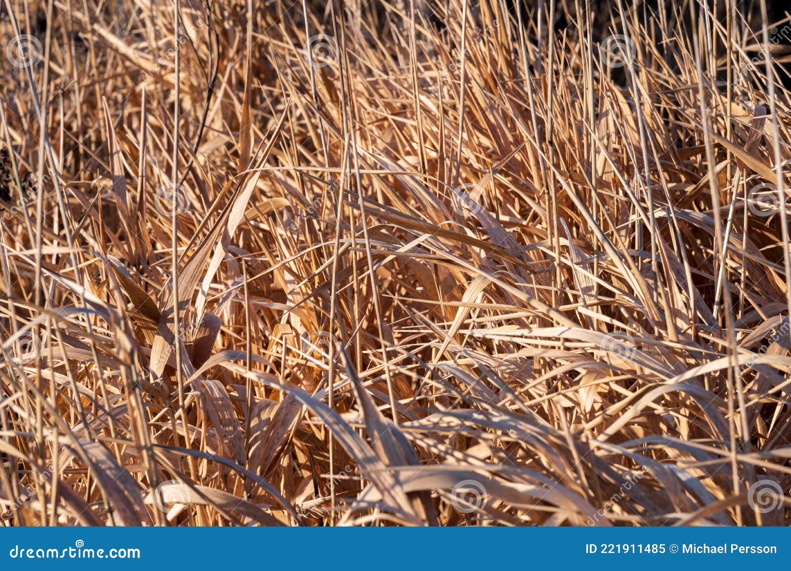 Dry Grass Texture in Winter Sunlight Stock Image - Image of winter ...