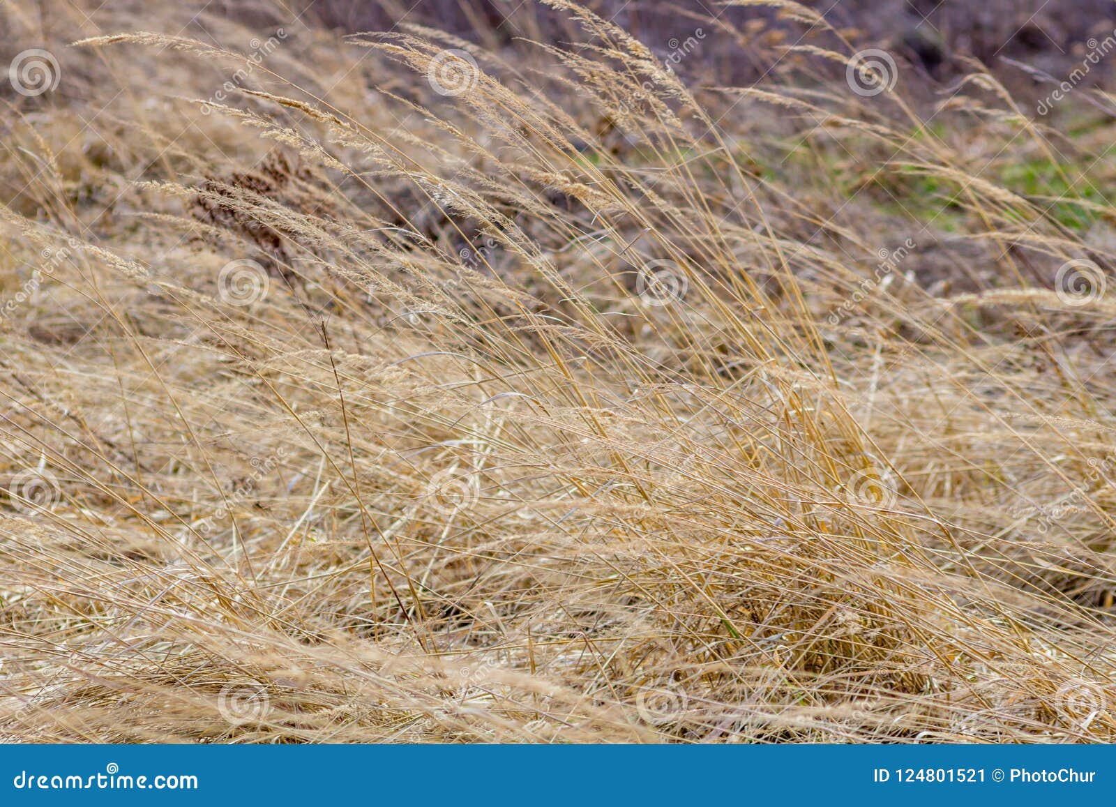 Dry Grass in a Wild Field in Spring Stock Image - Image of wild, russia ...
