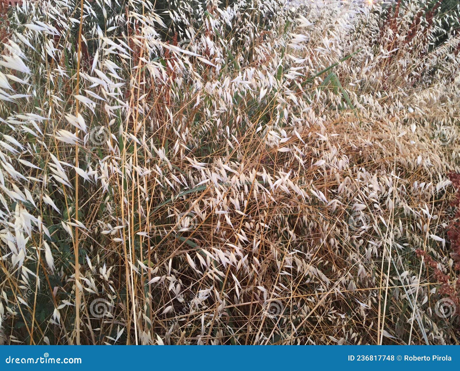 Wild Oats Plant. Avena Fatua, Known As The Common Wild Oat - Grass In ...